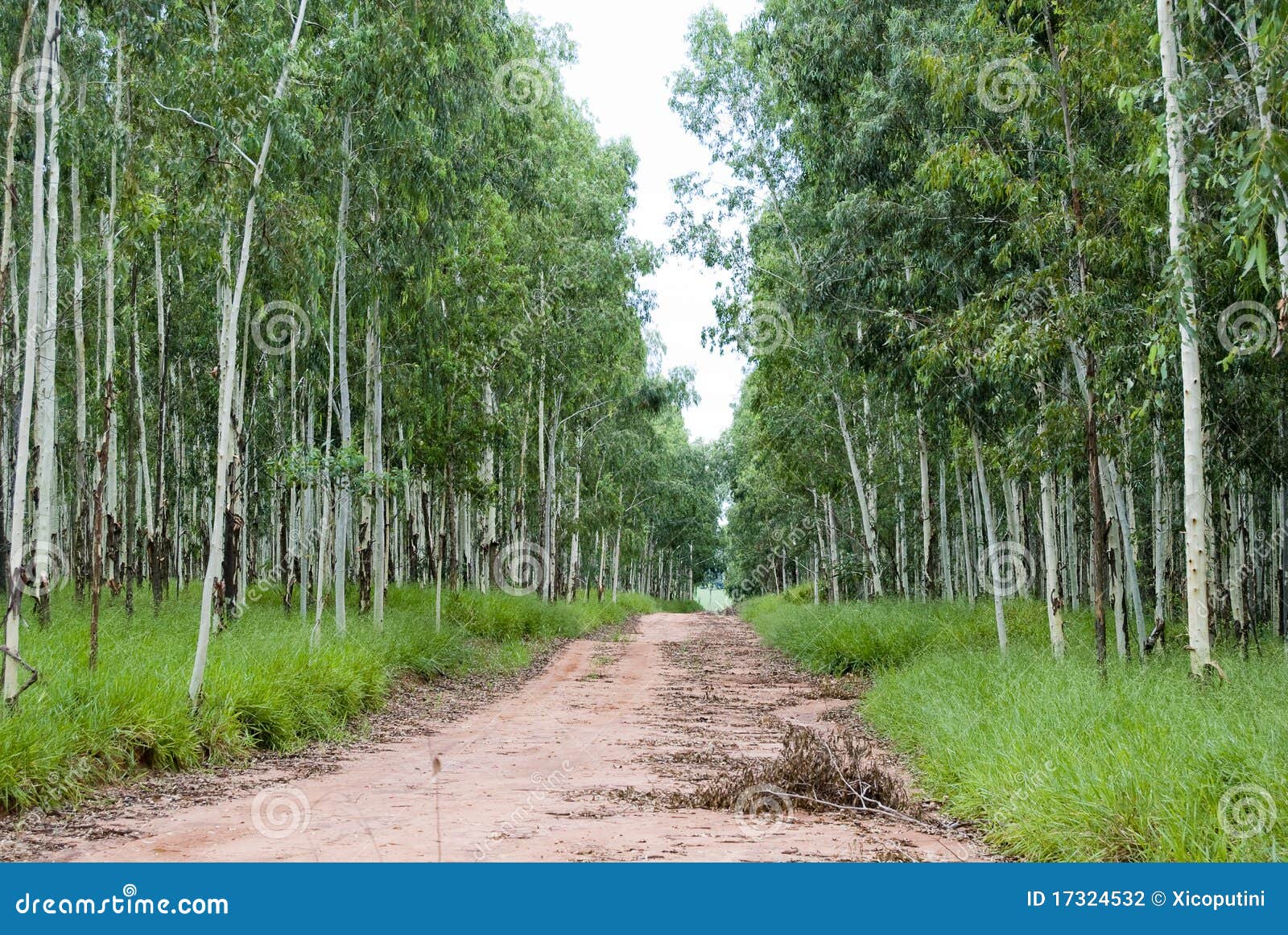 Eucalyptus Road stock photo. Image of flora, leaf, growth - 17324532