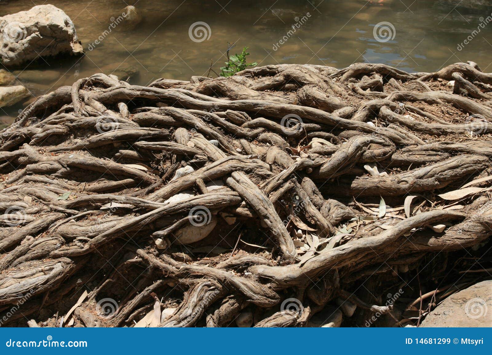 Eucalyptus roots. stock image. Image of israel, water - 14681299