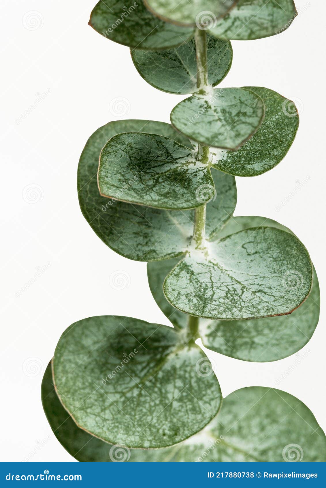 The Round Leaves Of Water Lilies Stock Photography | CartoonDealer.com ...