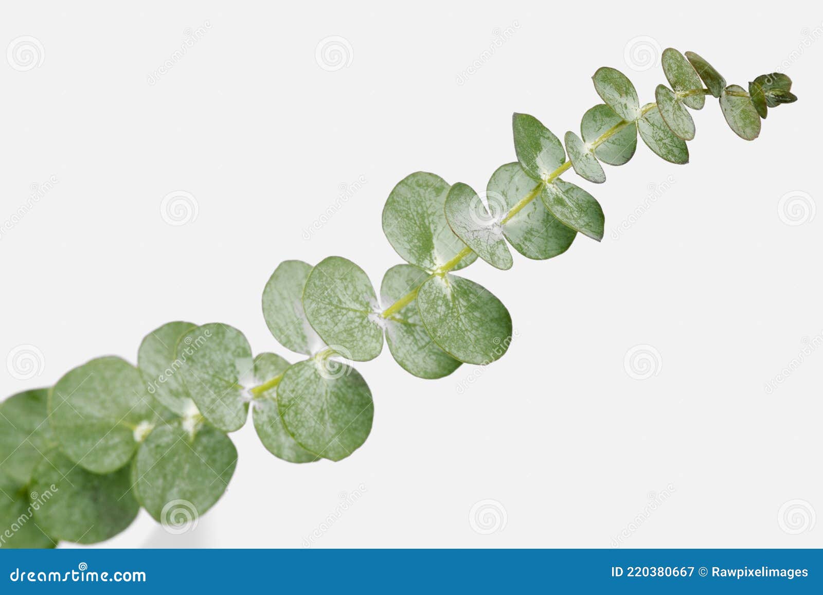 The Round Leaves Of Water Lilies Stock Photography | CartoonDealer.com ...