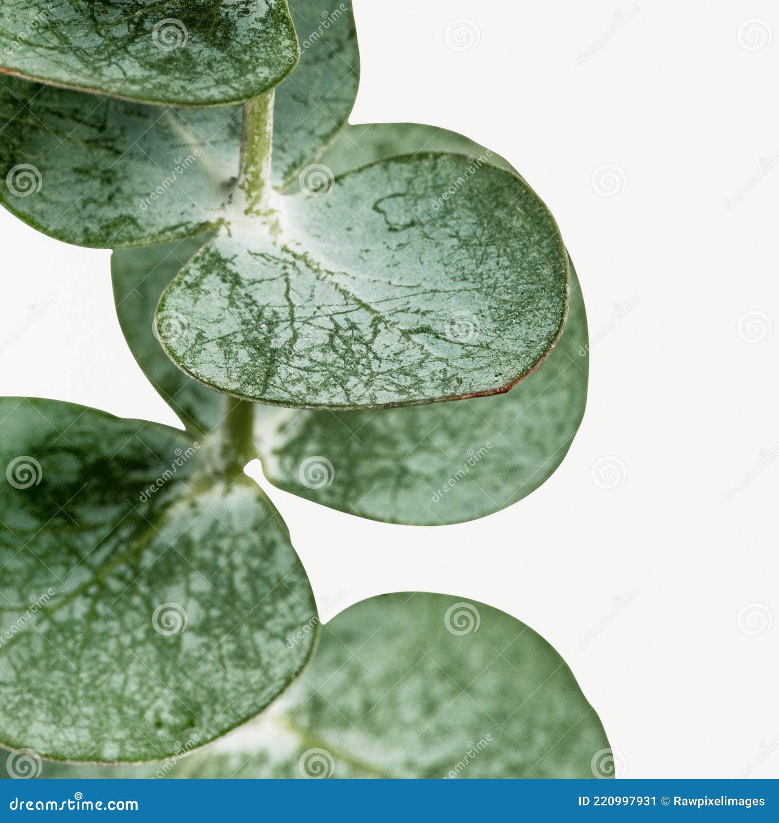 The Round Leaves Of Water Lilies Stock Photography | CartoonDealer.com ...