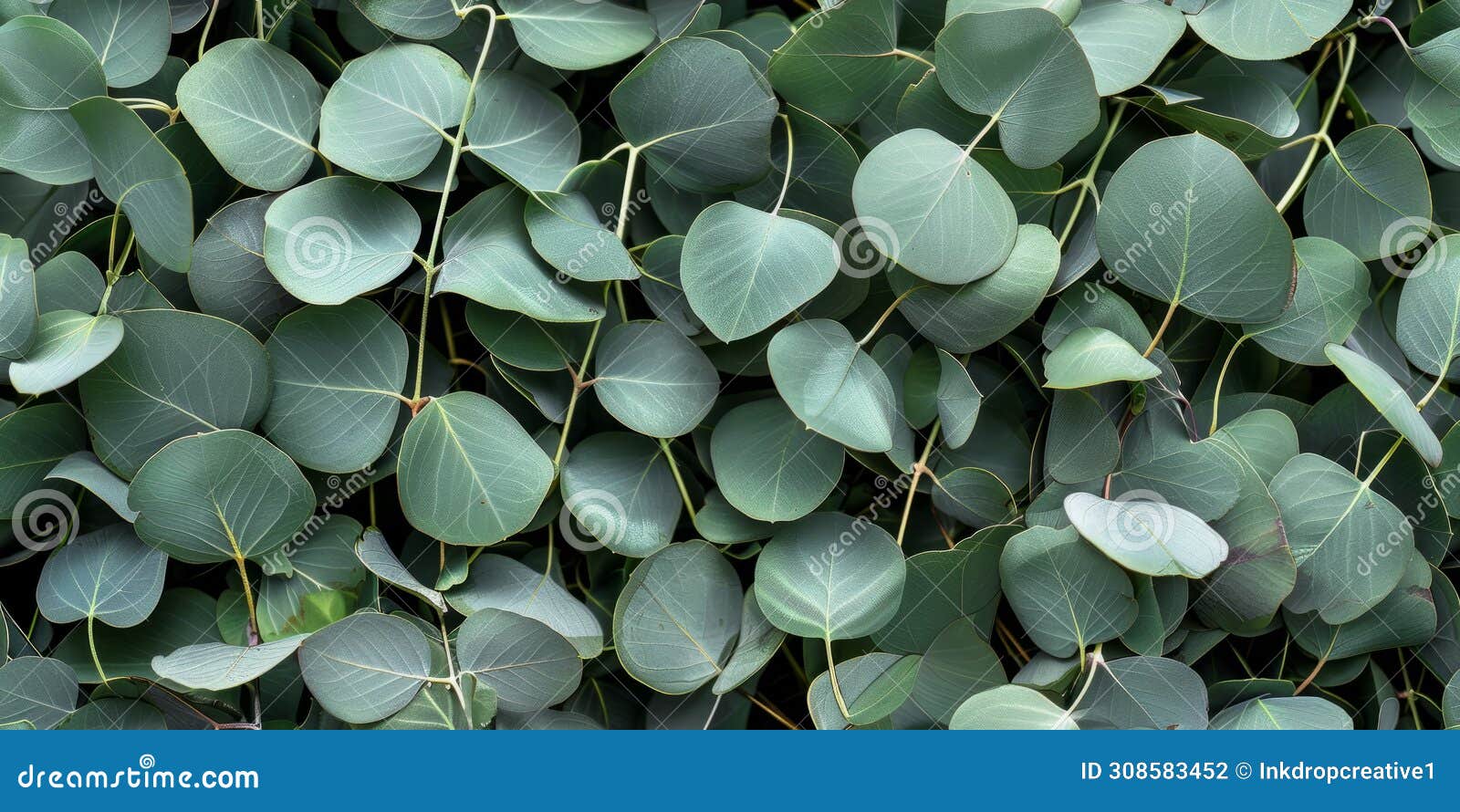 Eucalyptus Seamless Floral Background. Repeating Nature Pattern Stock ...