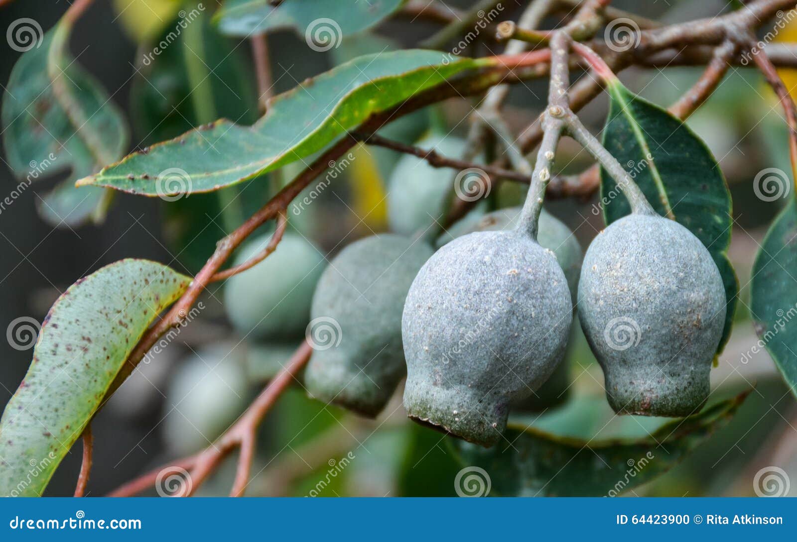 Eucalyptus Seed Pods Hanging on Branch Close Up Stock Photo - Image of ...