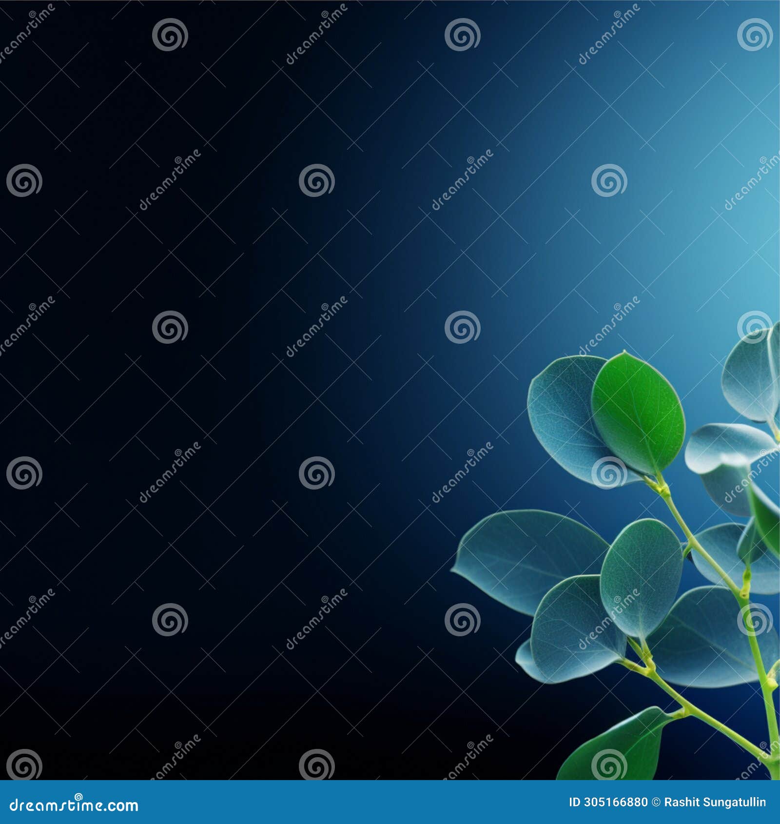 Eucalyptus Seedling on a Green and Blue Gradient Background Stock ...