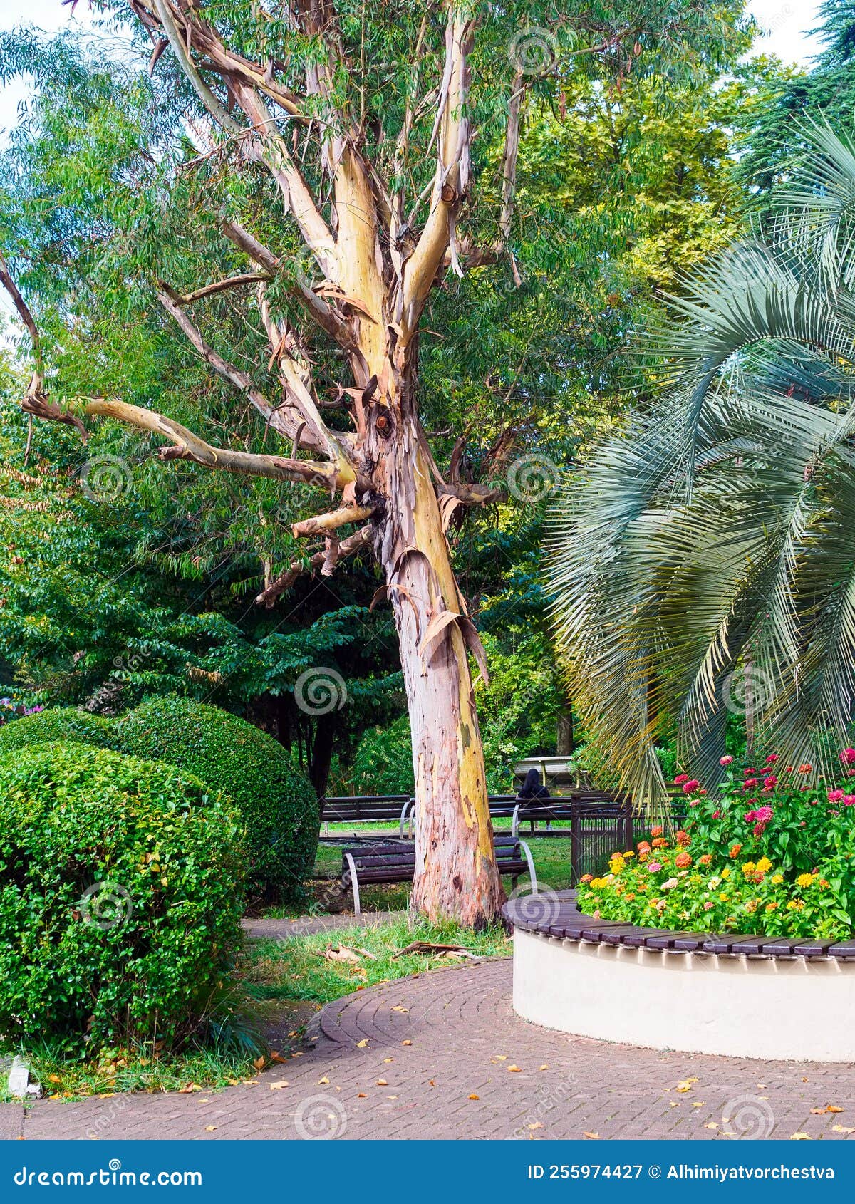 Eucalyptus Smooth-skinned Tree with Molting Bark in the Park Stock ...