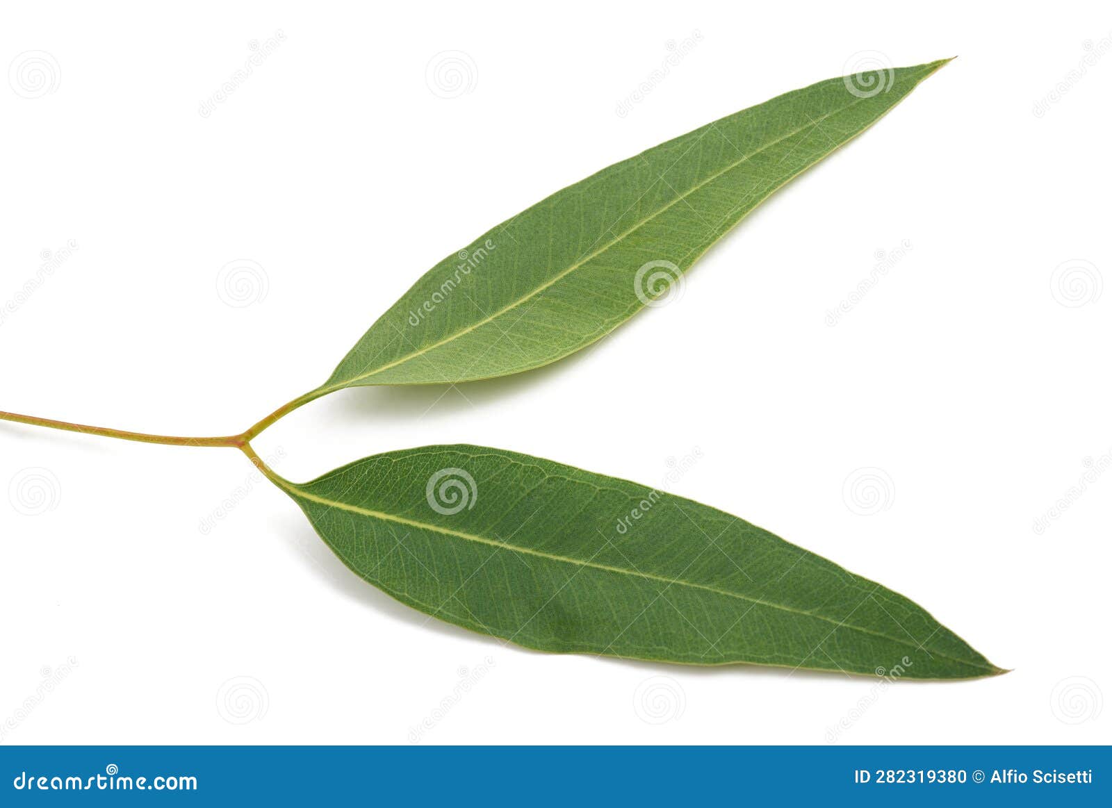 Eucalyptus Sprig with Leaves Stock Photo - Image of botany, aromatic ...