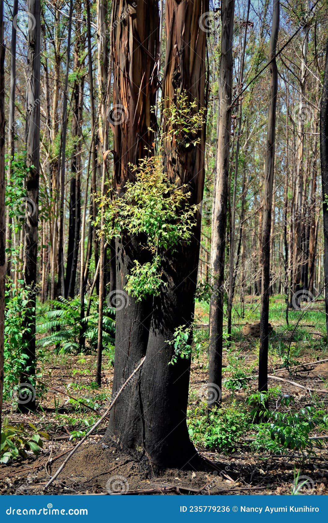 Eucalyptus Leaves Sprouting after Forest Fire Stock Photo - Image of ...