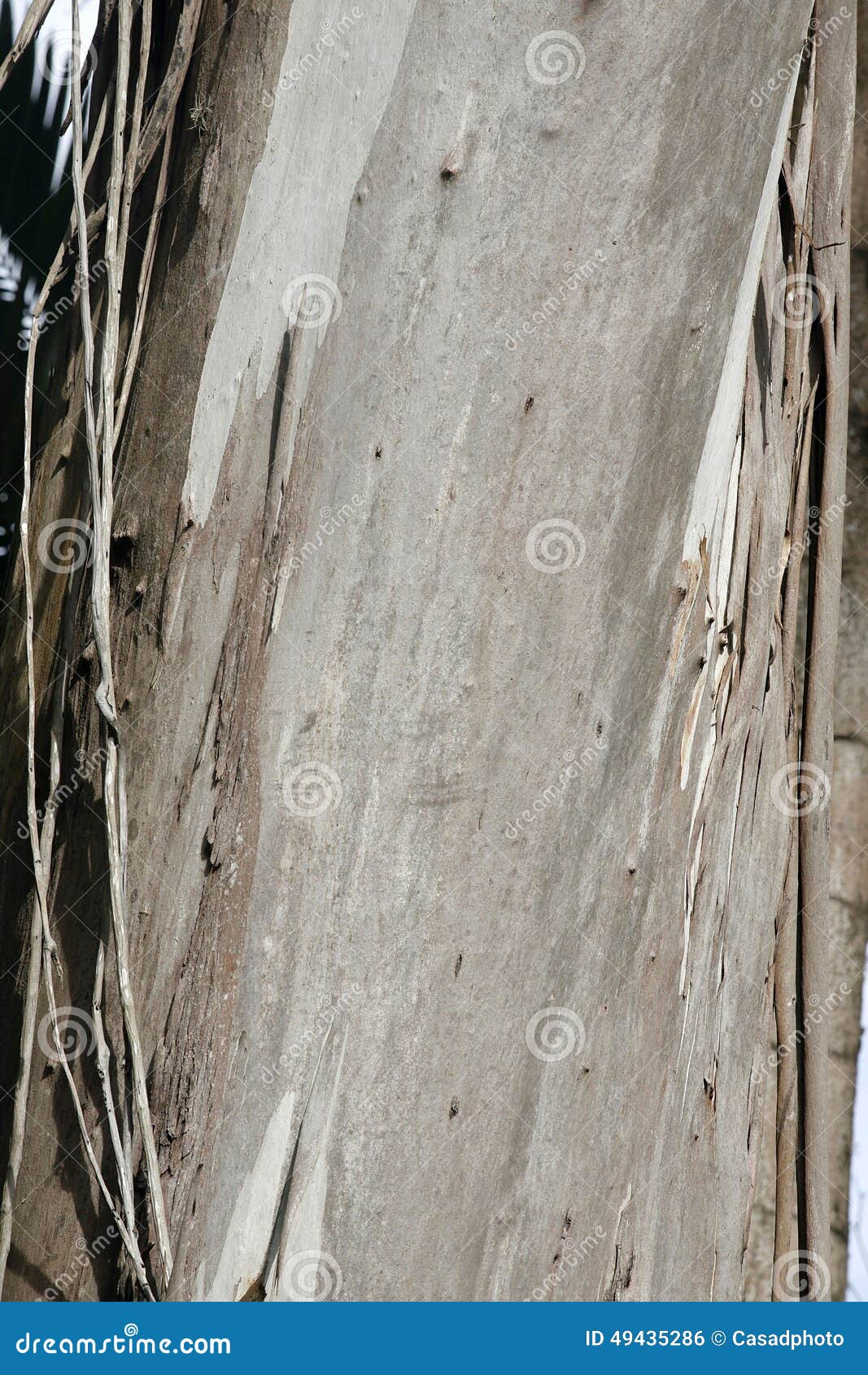 Eucalyptus texture stock photo. Image of close, tree - 49435286