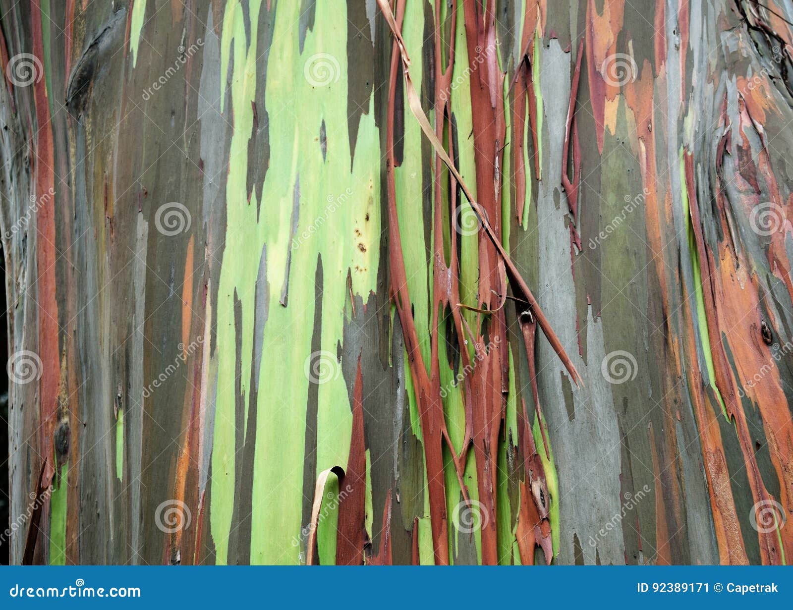 Eucalyptus texture stock image. Image of botany, avian - 92389171