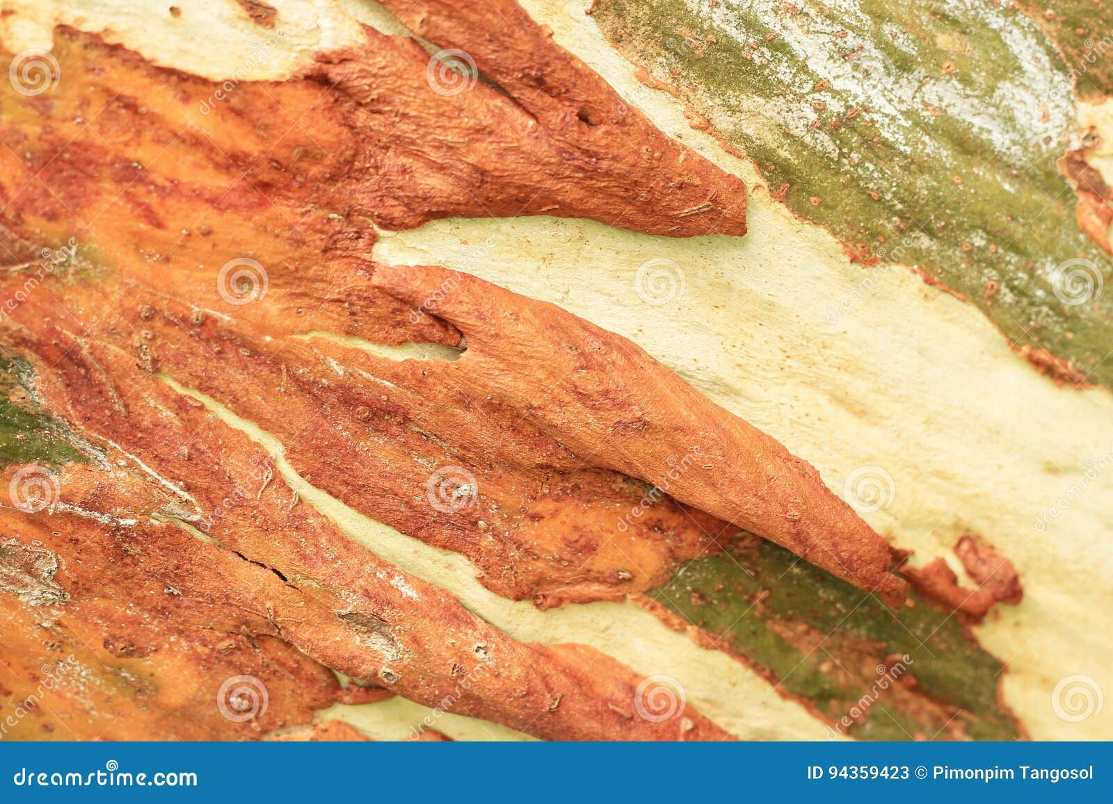 Eucalyptus texture closeup stock image. Image of trunk - 94359423