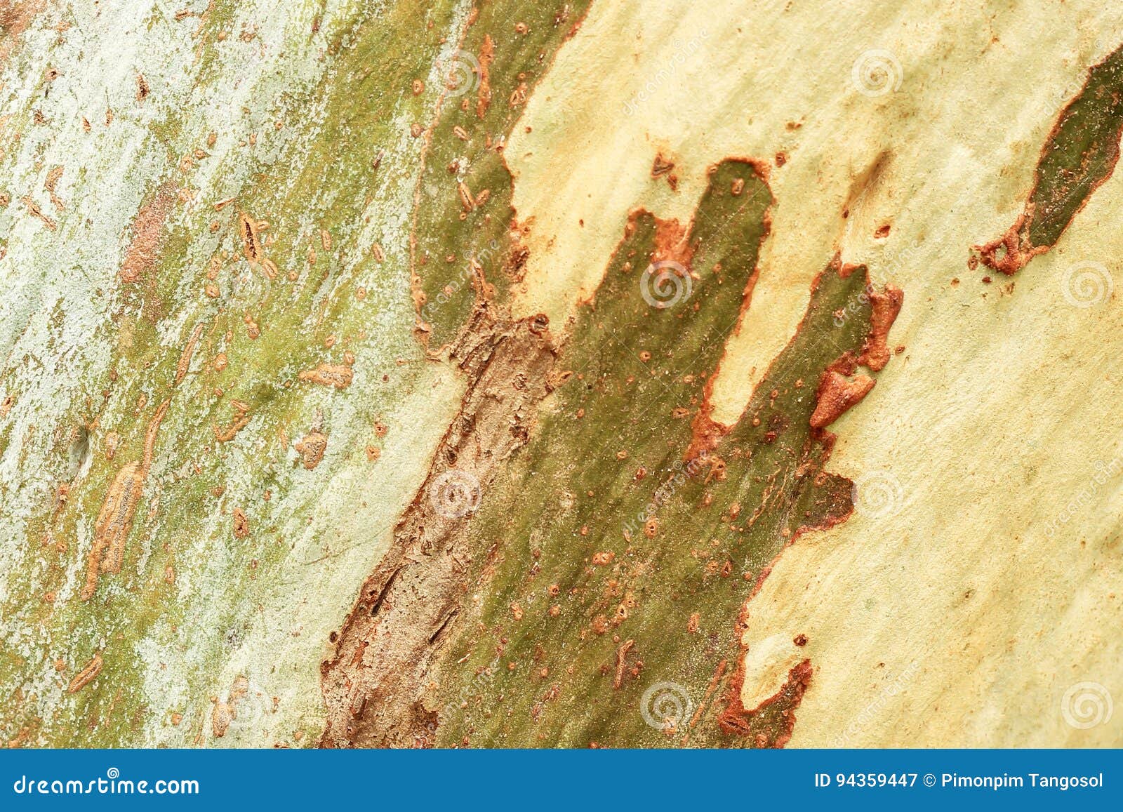 Eucalyptus texture stock image. Image of closeup, wooden - 94359447