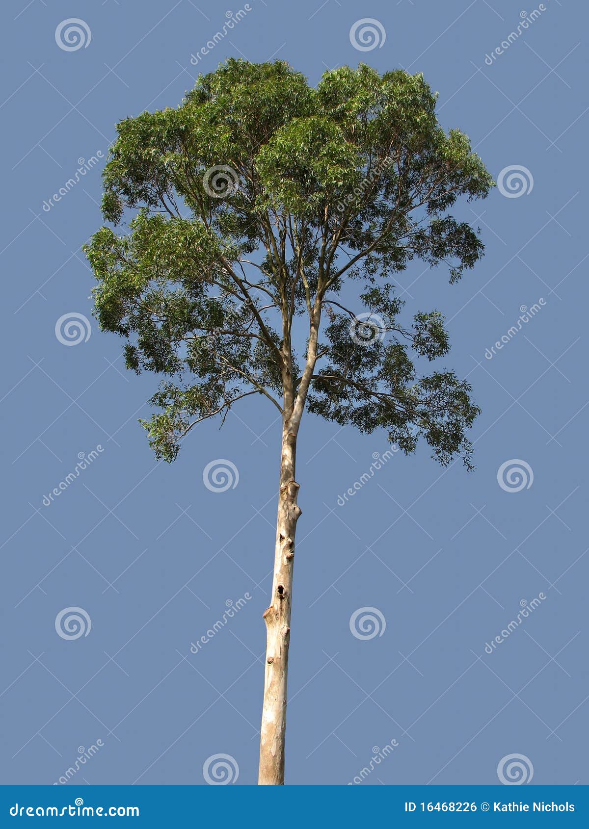 Eucalyptus Tree stock photo. Image of single, australian - 16468226