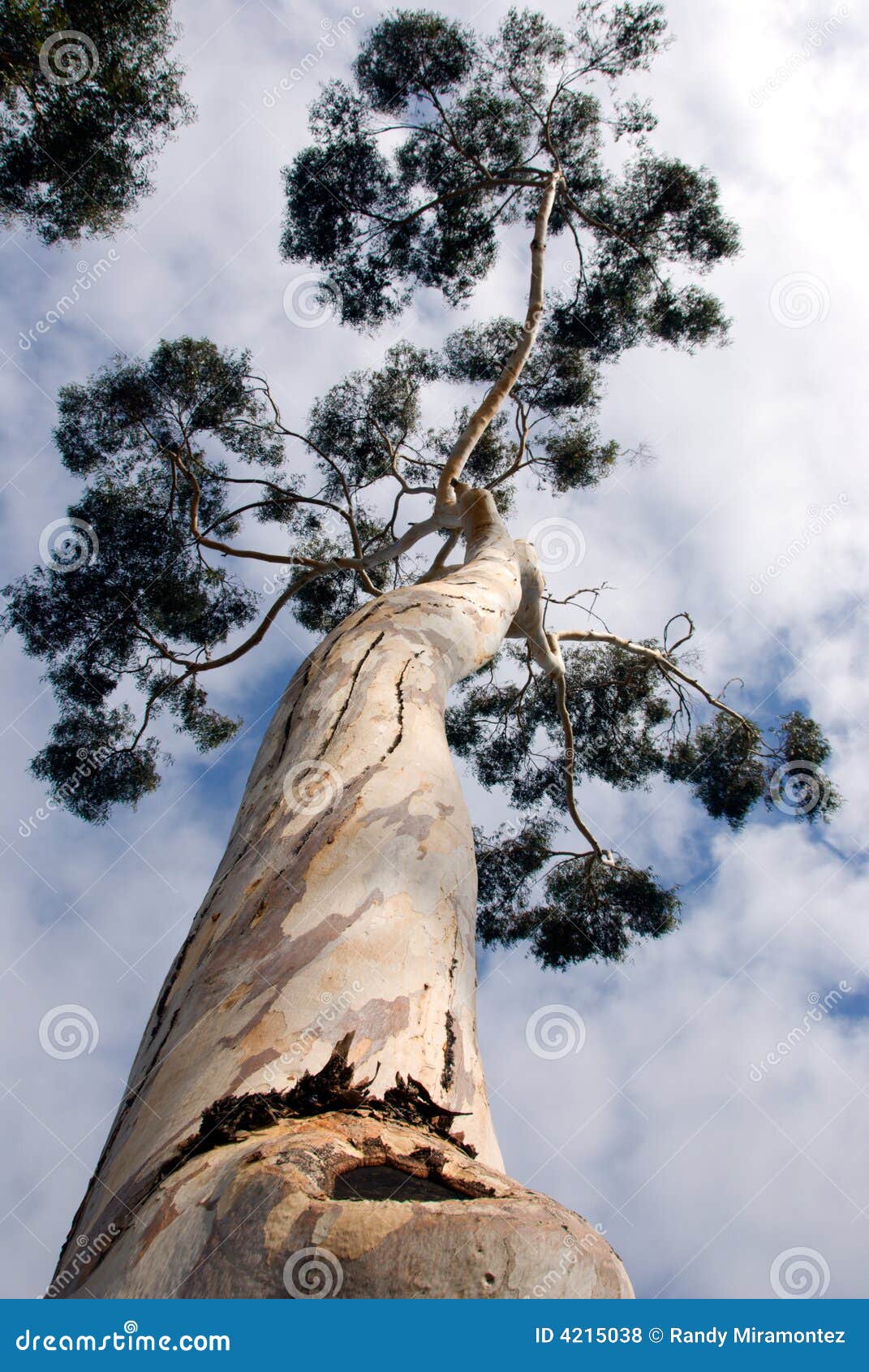Eucalyptus Tree Stock Photo | CartoonDealer.com #4215038