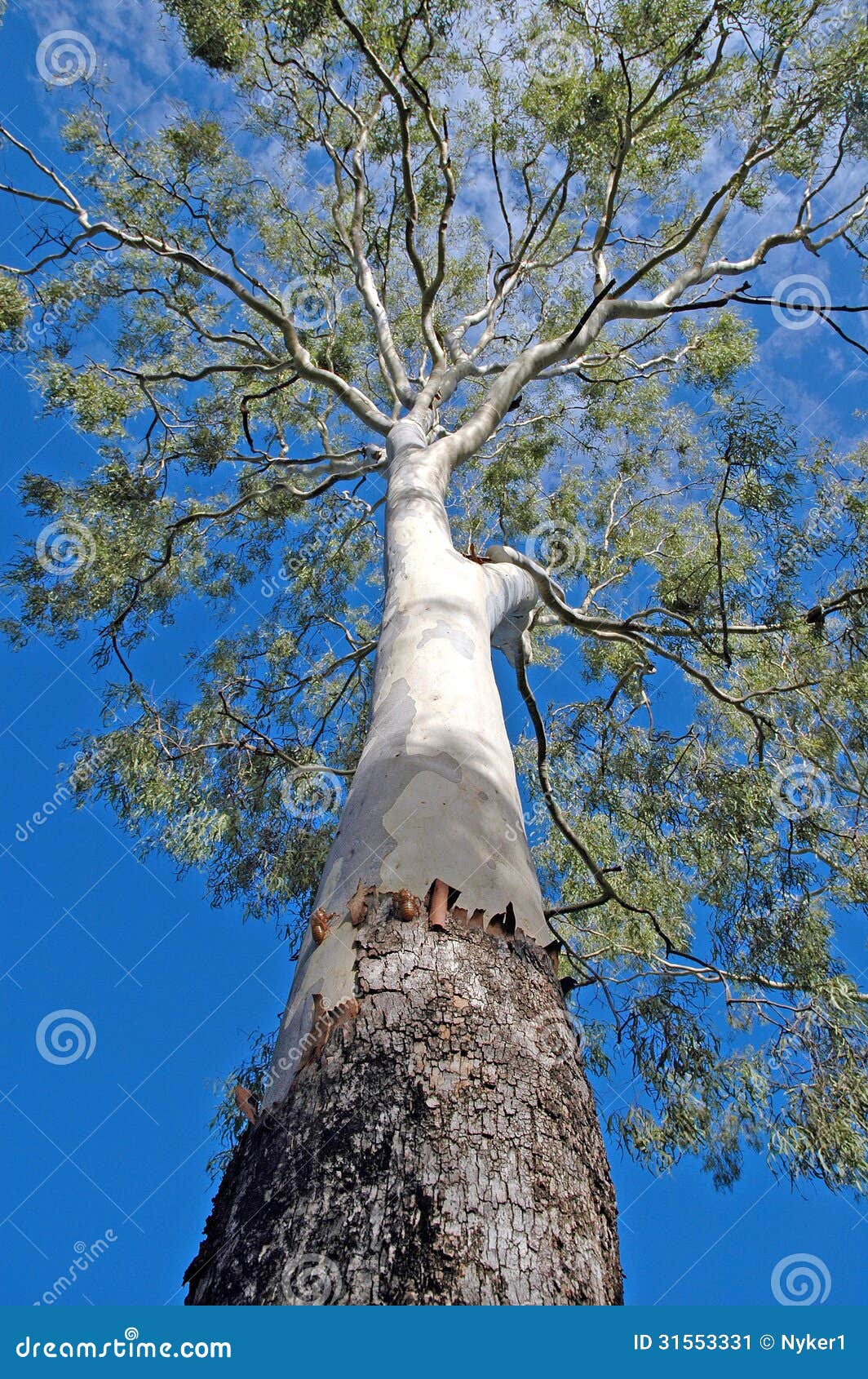 Eucalyptus Tree in Australia Stock Image - Image of opera, house: 31553331