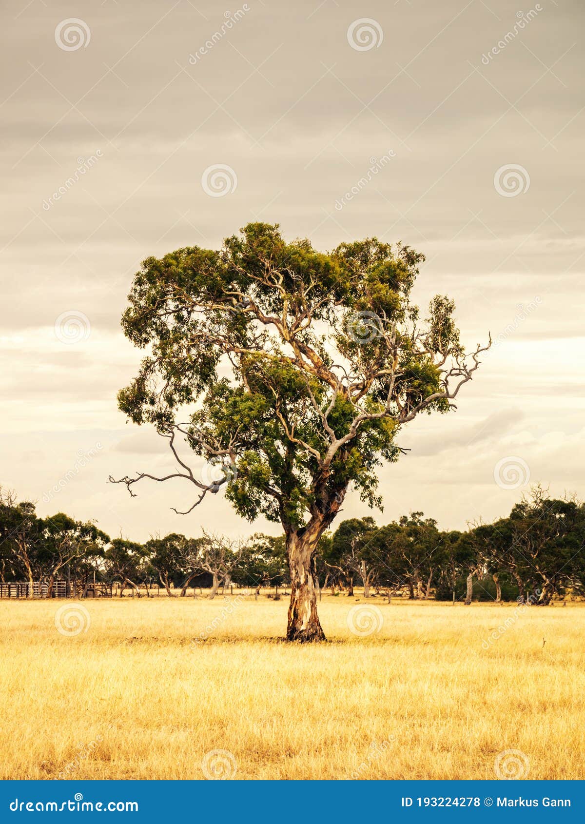 Australian Landscape Of Native Trees In Snow Capped Mountains With ...