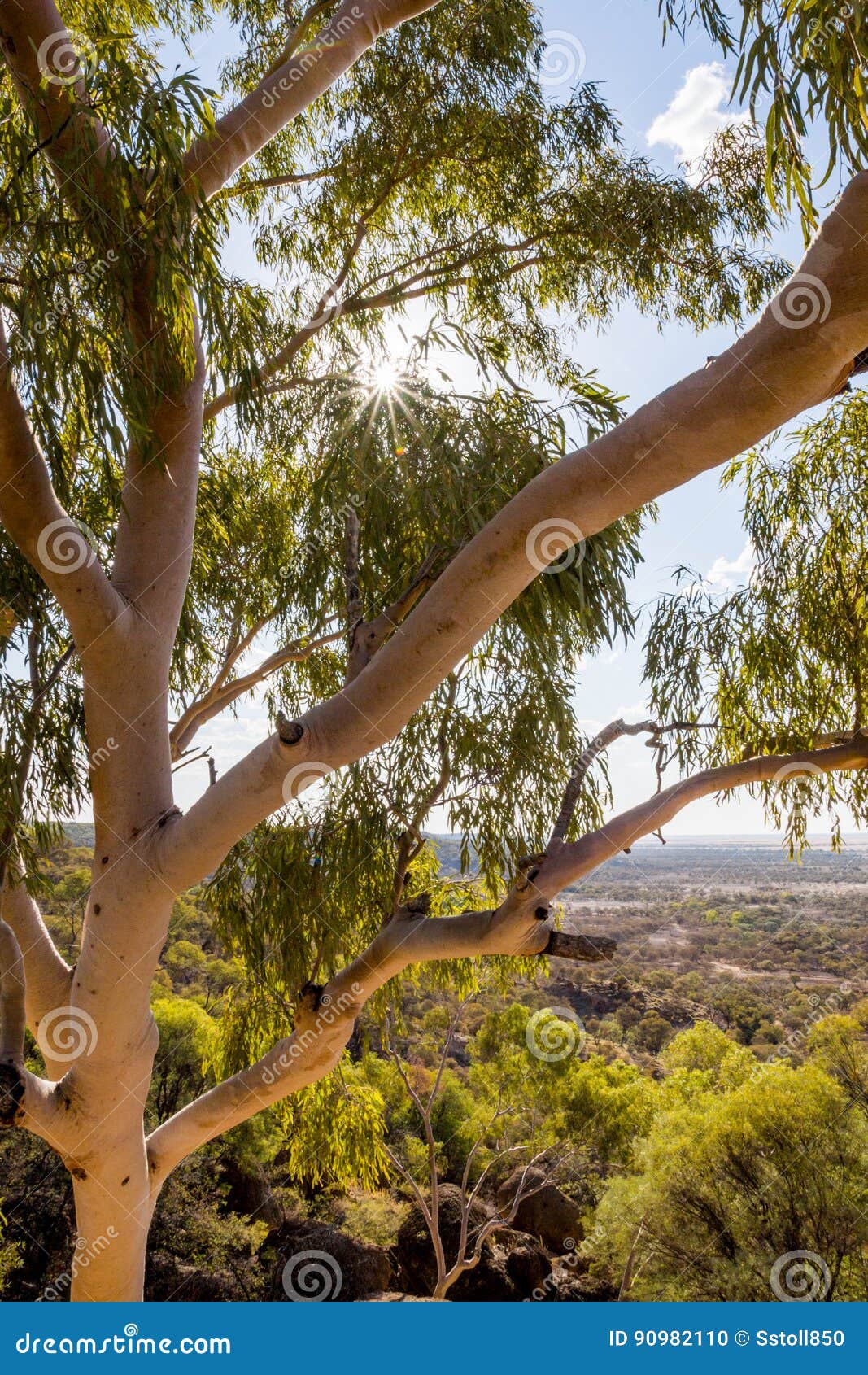 Eucalyptus Tree in the Australian Outback Stock Photo - Image of rural ...
