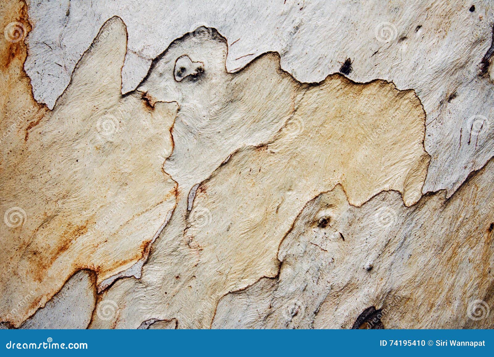 Eucalyptus Tree Bark Surface Texture Stock Photo - Image of resource ...