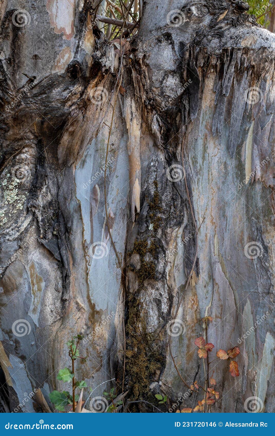Eucalyptus Tree Bark, Texture or Background Stock Photo - Image of ...