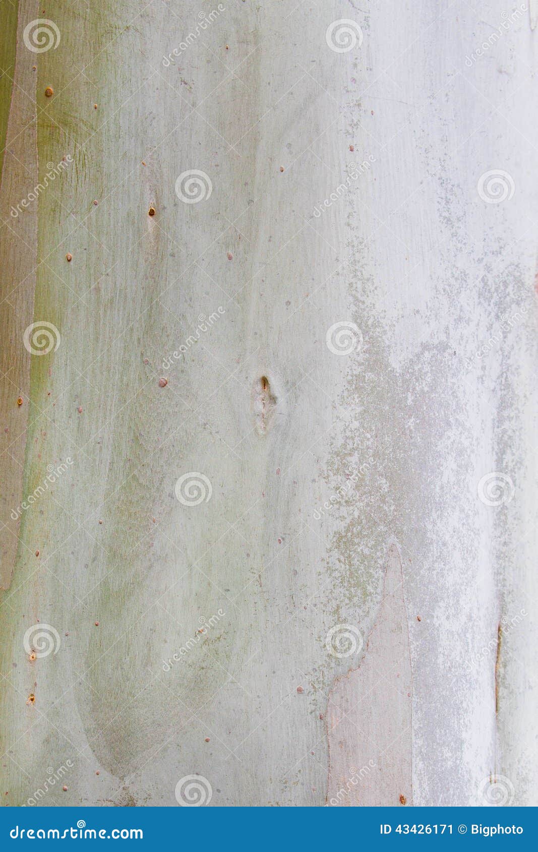 Eucalyptus Tree Bark Texture Background Image Stock Image - Image of ...