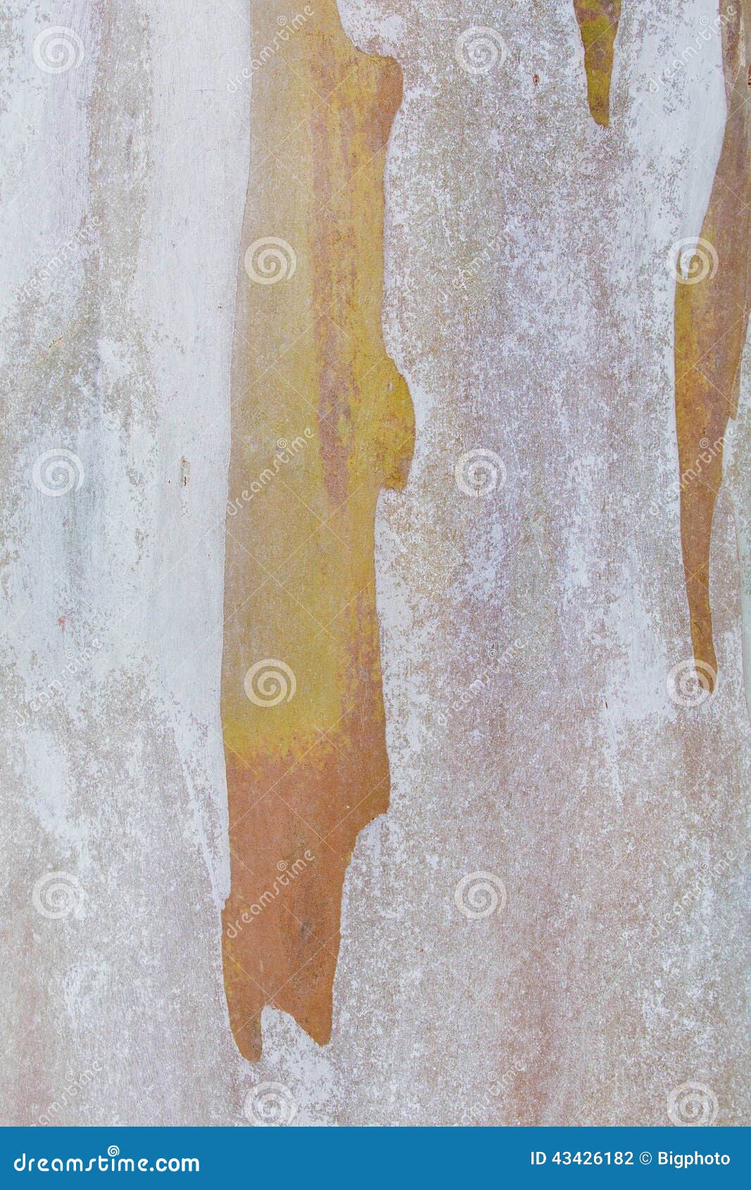 Eucalyptus Tree Bark Texture Background Image Stock Photo - Image of ...
