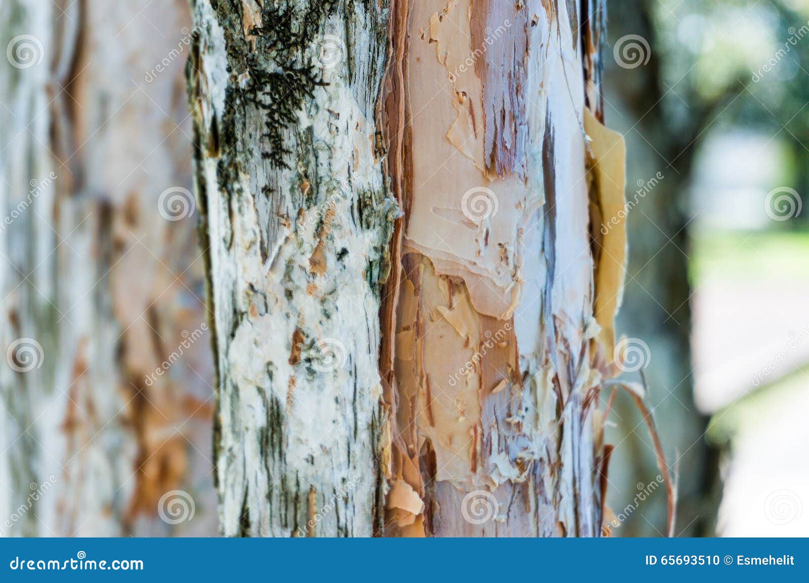 Eucalyptus Tree Bark Texture Stock Photo - Image of pattern, background ...