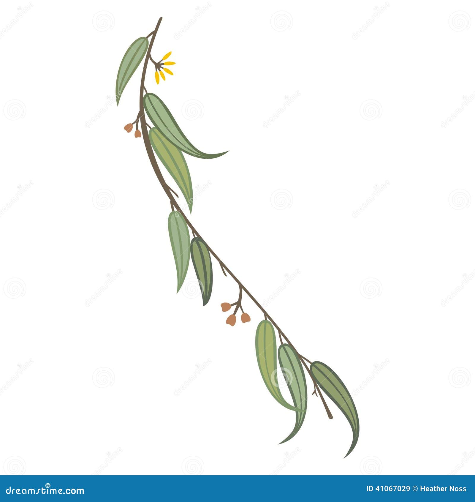 Eucalyptus Tree Branch with Leaves Stock Vector - Illustration of ...