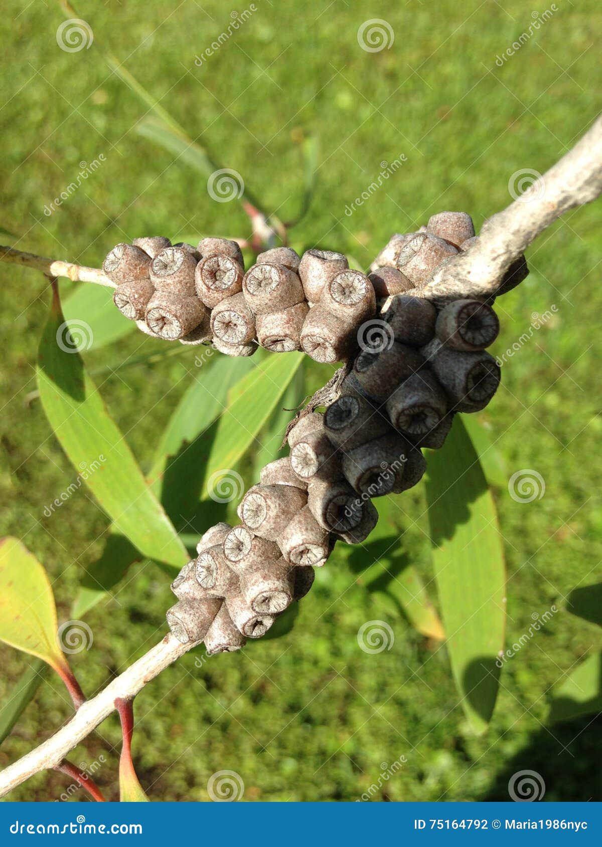 Eucalyptus Tree Branch With Seeds. Stock Photography | CartoonDealer ...