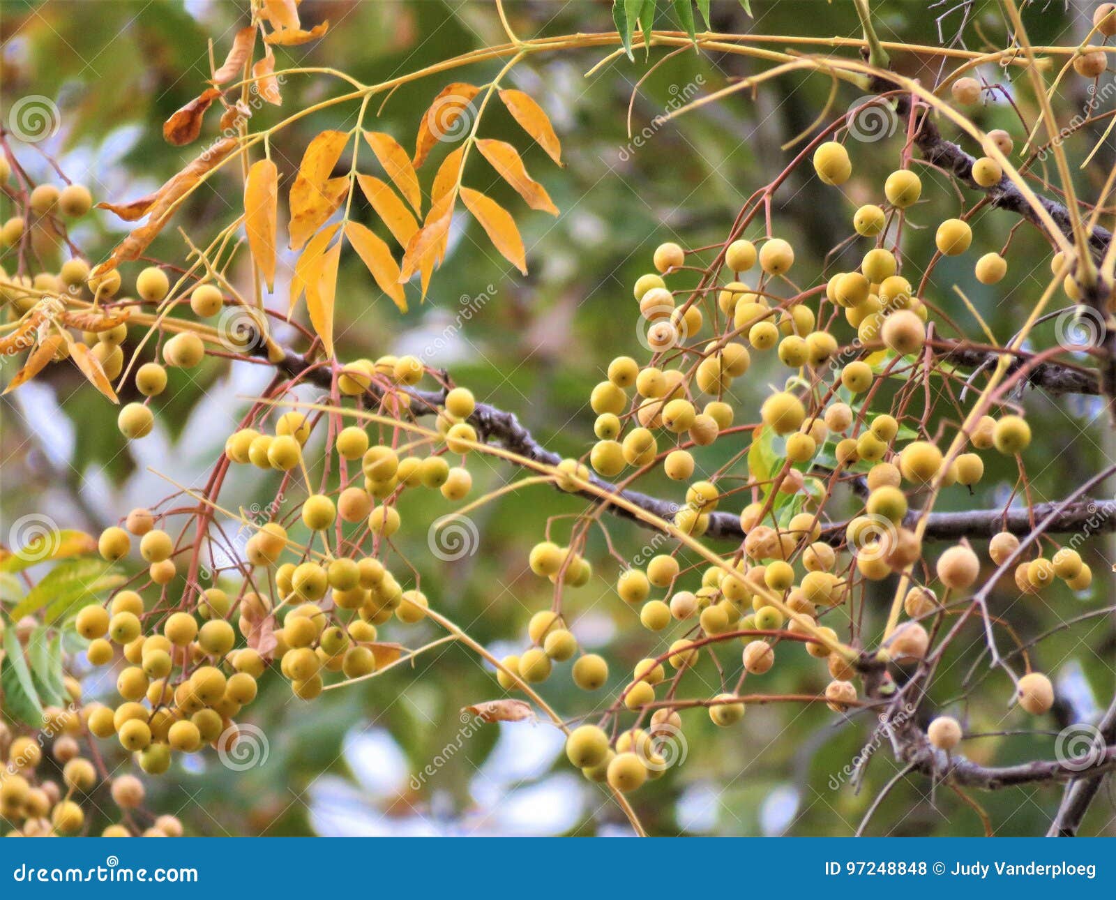 Eucalyptus tree in fall stock photo. Image of fall, berries - 97248848