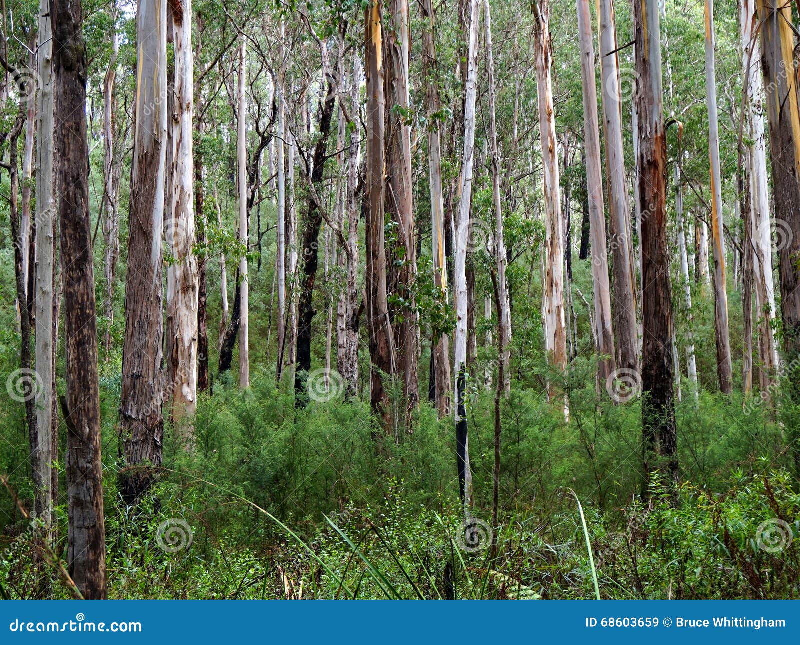 Eucalyptus Tree Forest stock image. Image of native, tree - 68603659