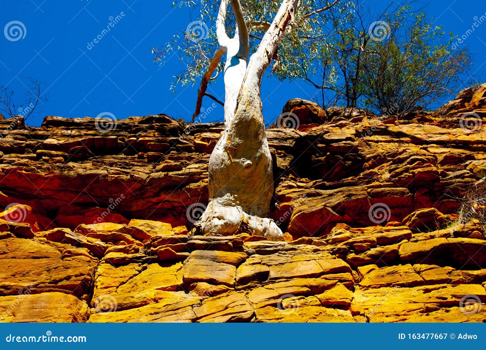 Eucalyptus Tree Growing in Rock Cliff Stock Image - Image of rock ...