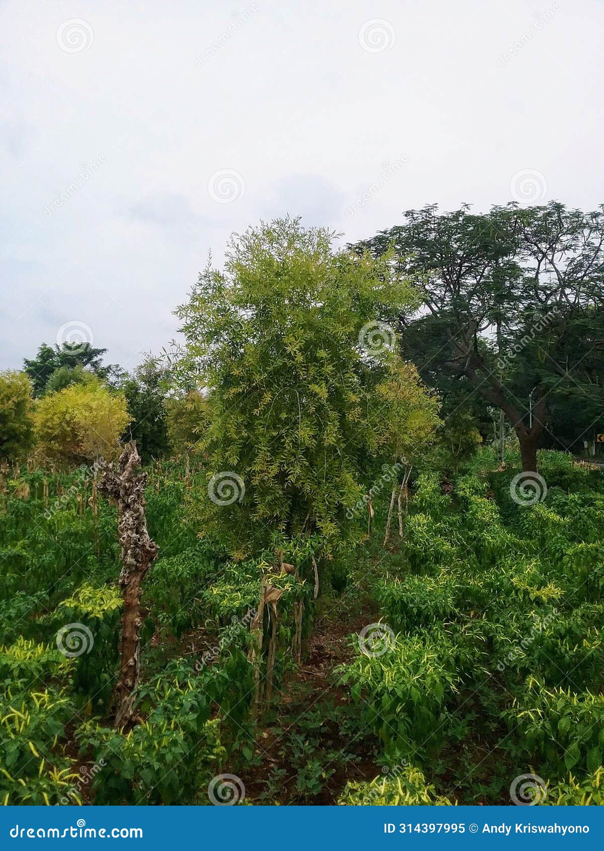 Eucalyptus Tree that Grows in the Middle of the Lombok Plants. Stock ...