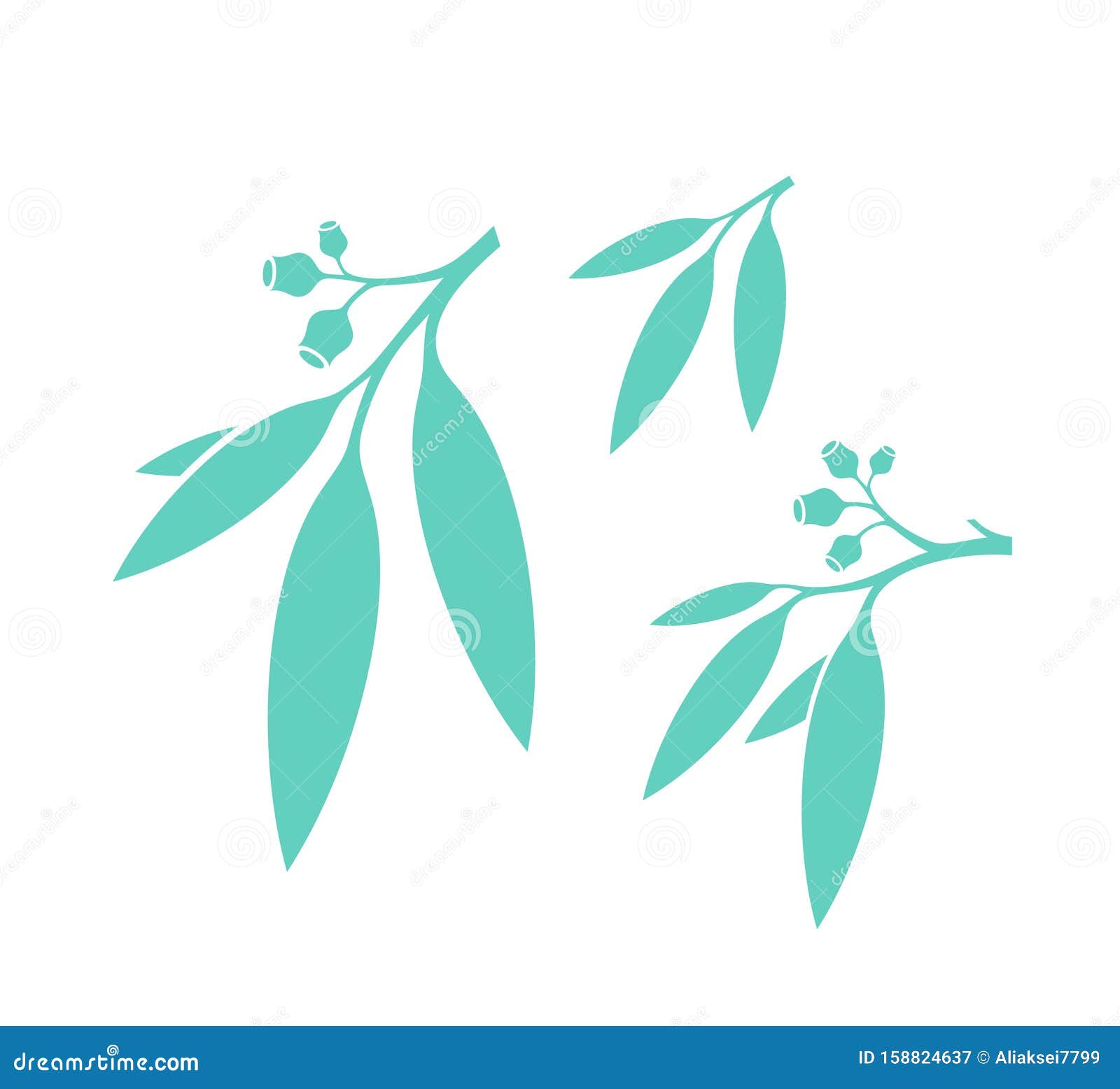 Eucalyptus Tree. Isolated Leaves on White Background Stock Vector ...