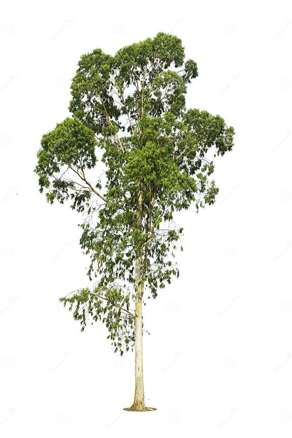 Eucalyptus tree stock image. Image of conserve, entourage - 170744363