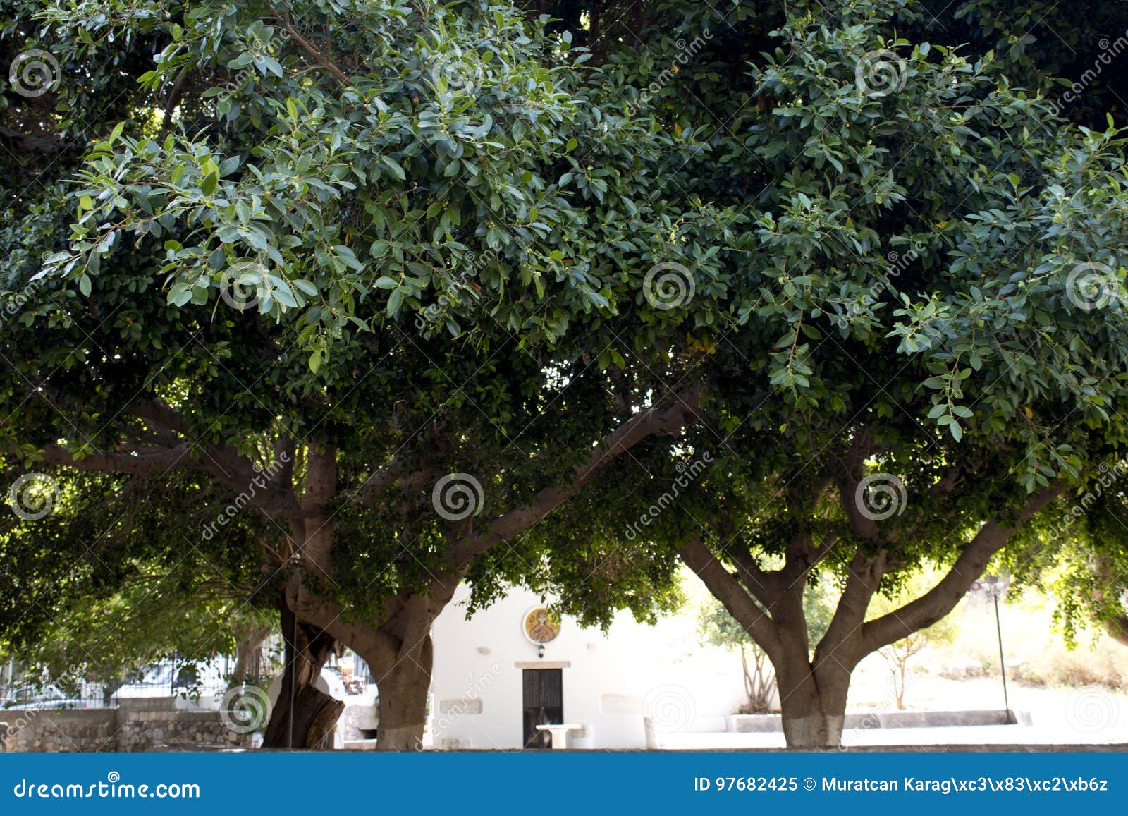 Eucalyptus Tree on the Kos Island Green Stock Image - Image of green ...