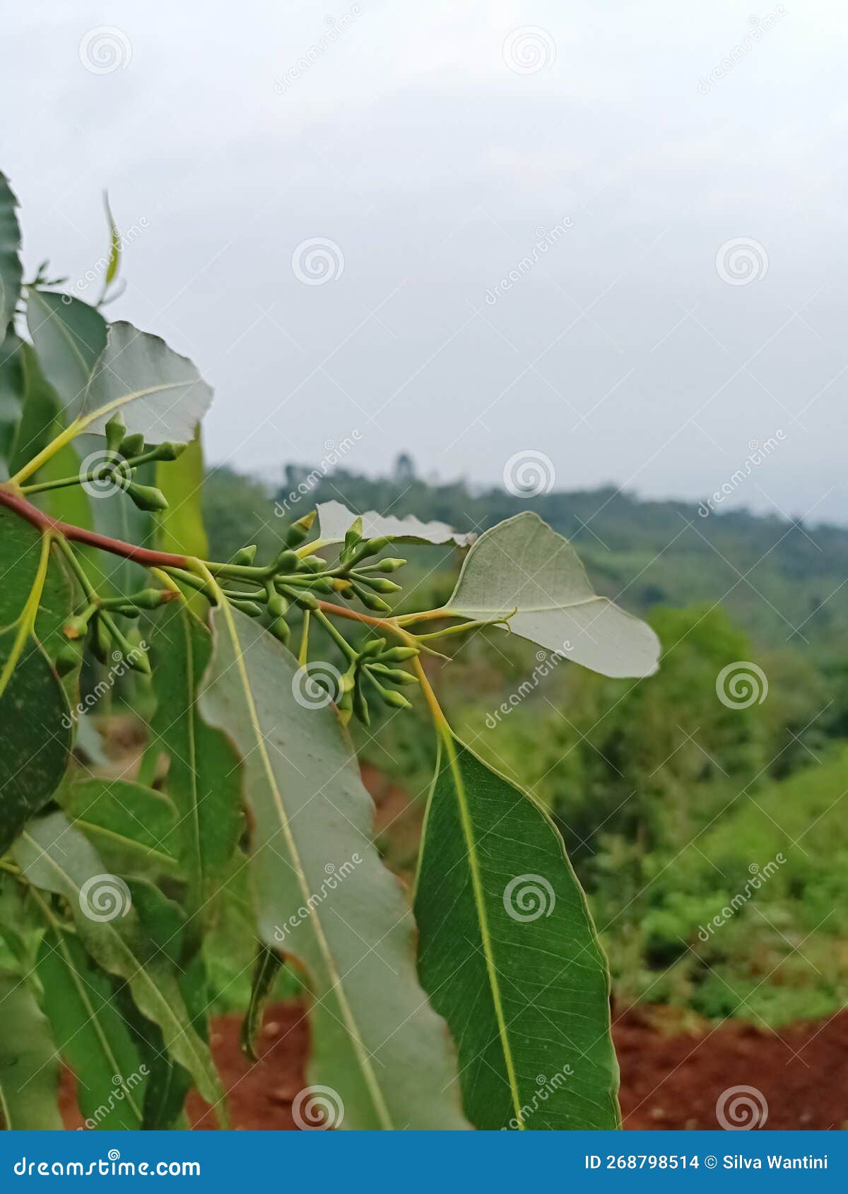 Eucalyptus Tree In The Ku-Ring-Gai Chase Nationalpark, NSW, Australia ...