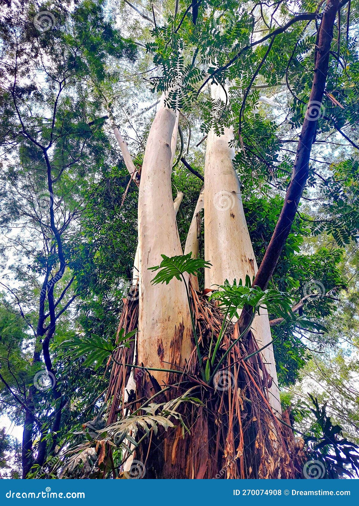Eucalyptus Tree (Eucalyptus), Often Called Blue Gum Tree Stock Photo ...