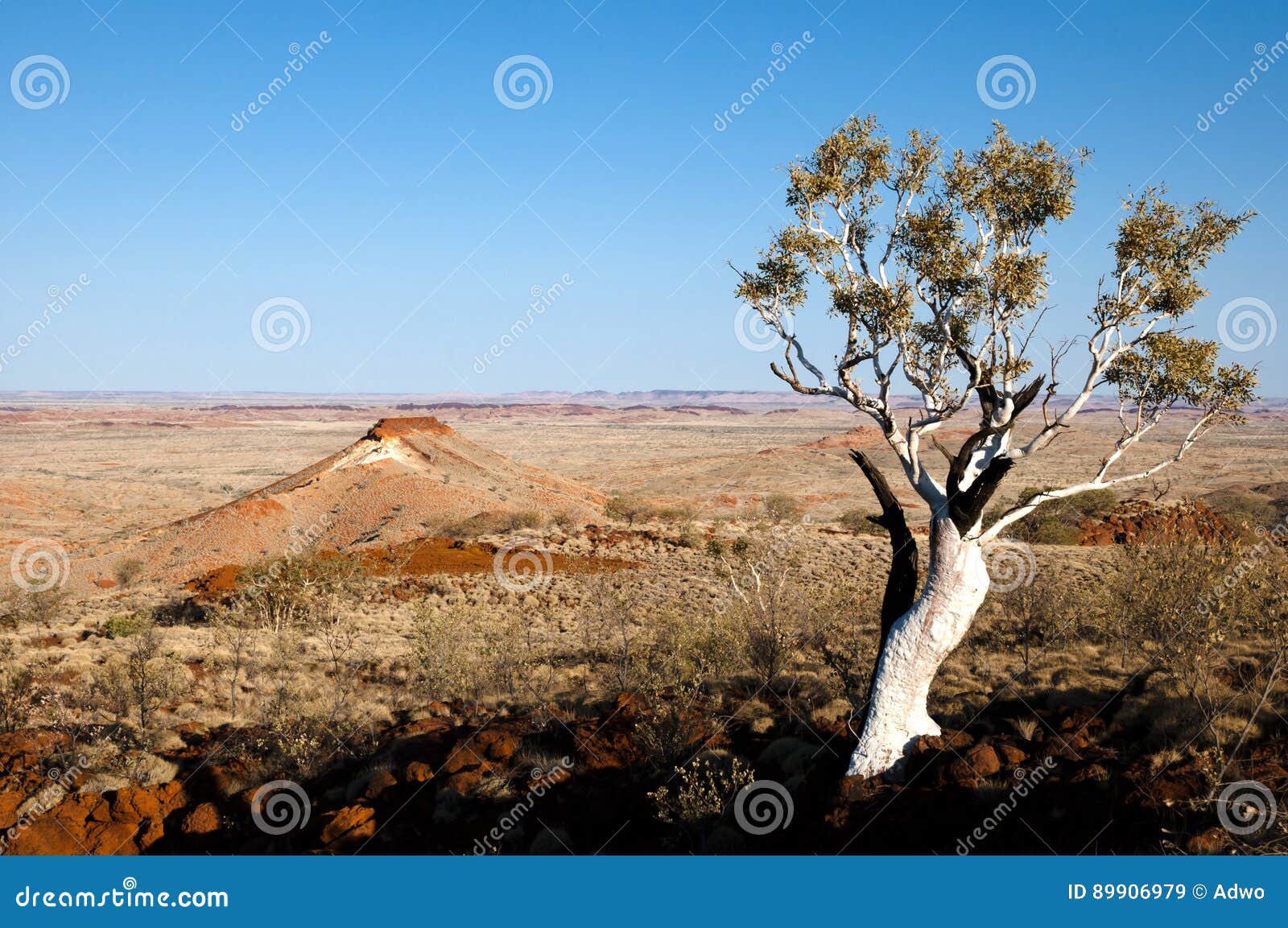 Eucalyptus Tree - Outback Australia Stock Image - Image of pilbara ...