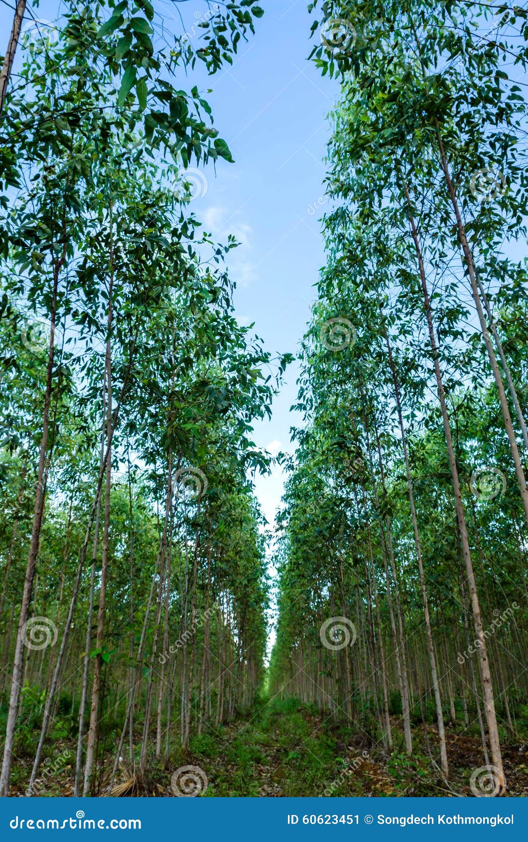 Eucalyptus tree stock image. Image of plant, forest, paper - 60623451