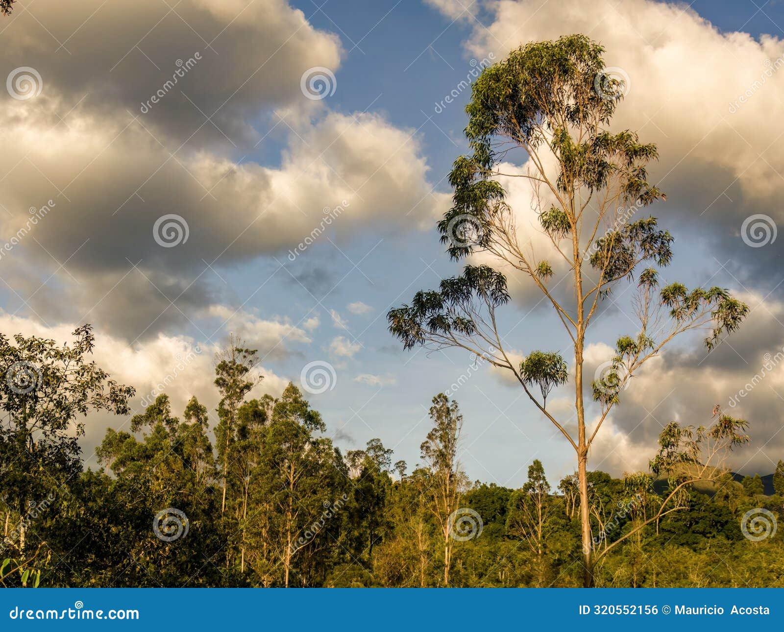 An Eucalyptus Tree Rises High Up among the Lush Vegetation of a Forest ...