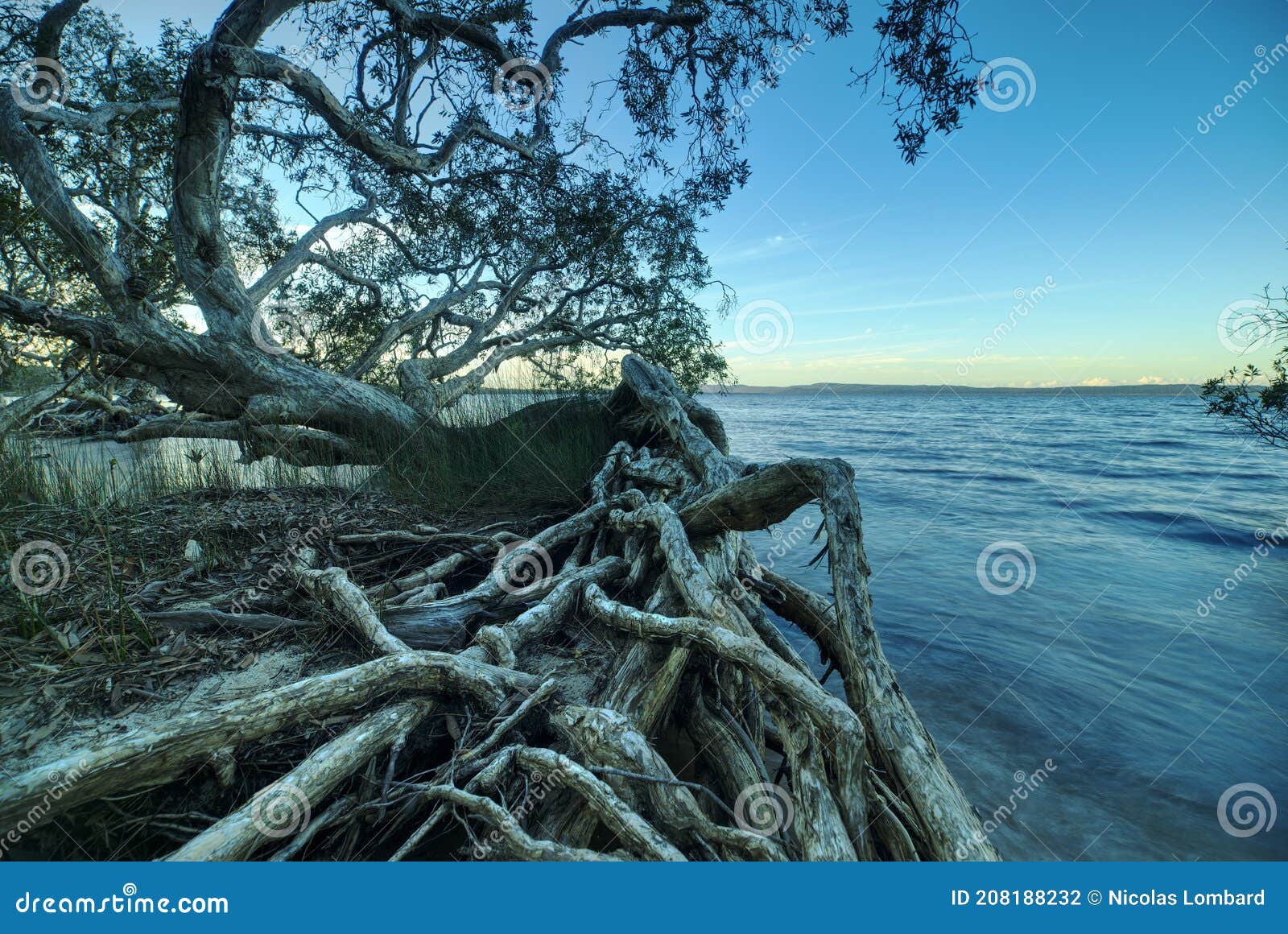 Eucalyptus Tree on the Edge Water Stock Photo - Image of blue, clear ...