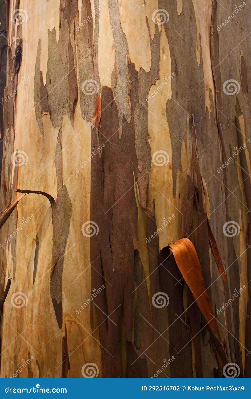 Eucalyptus Tree Trunk 14246 Stock Photo - Image of paper, green: 292516702