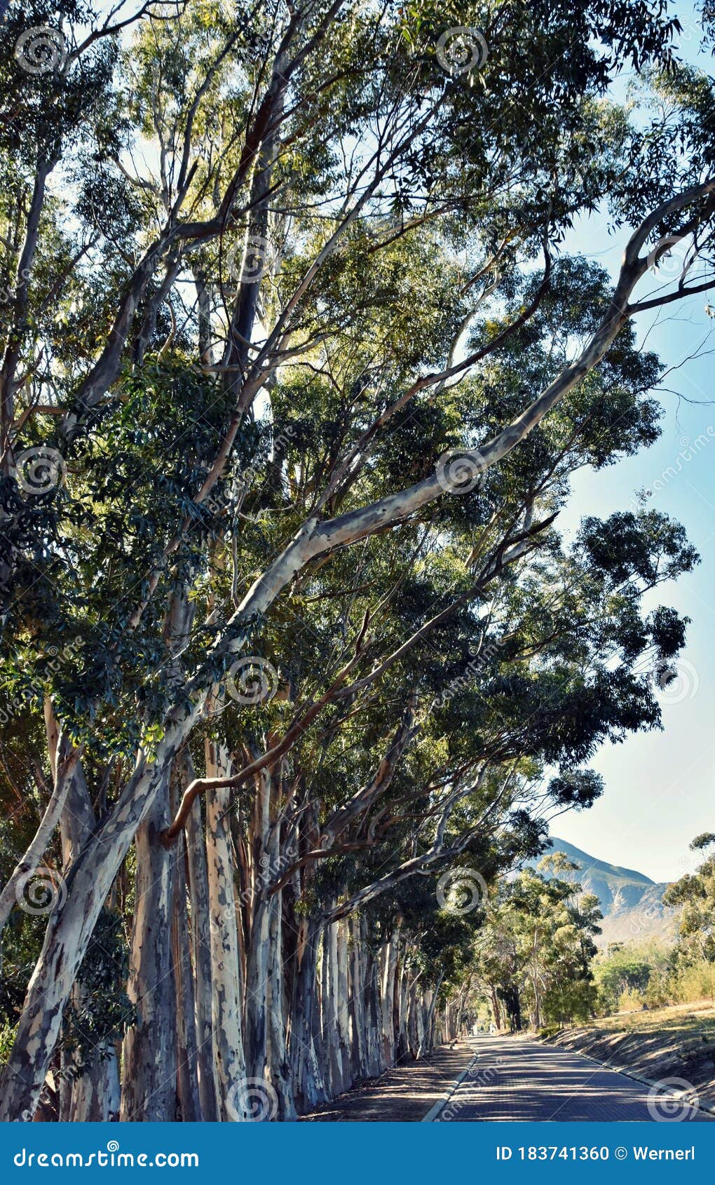 Eucalyptus Trees on a Small Road Stock Photo - Image of small, road ...