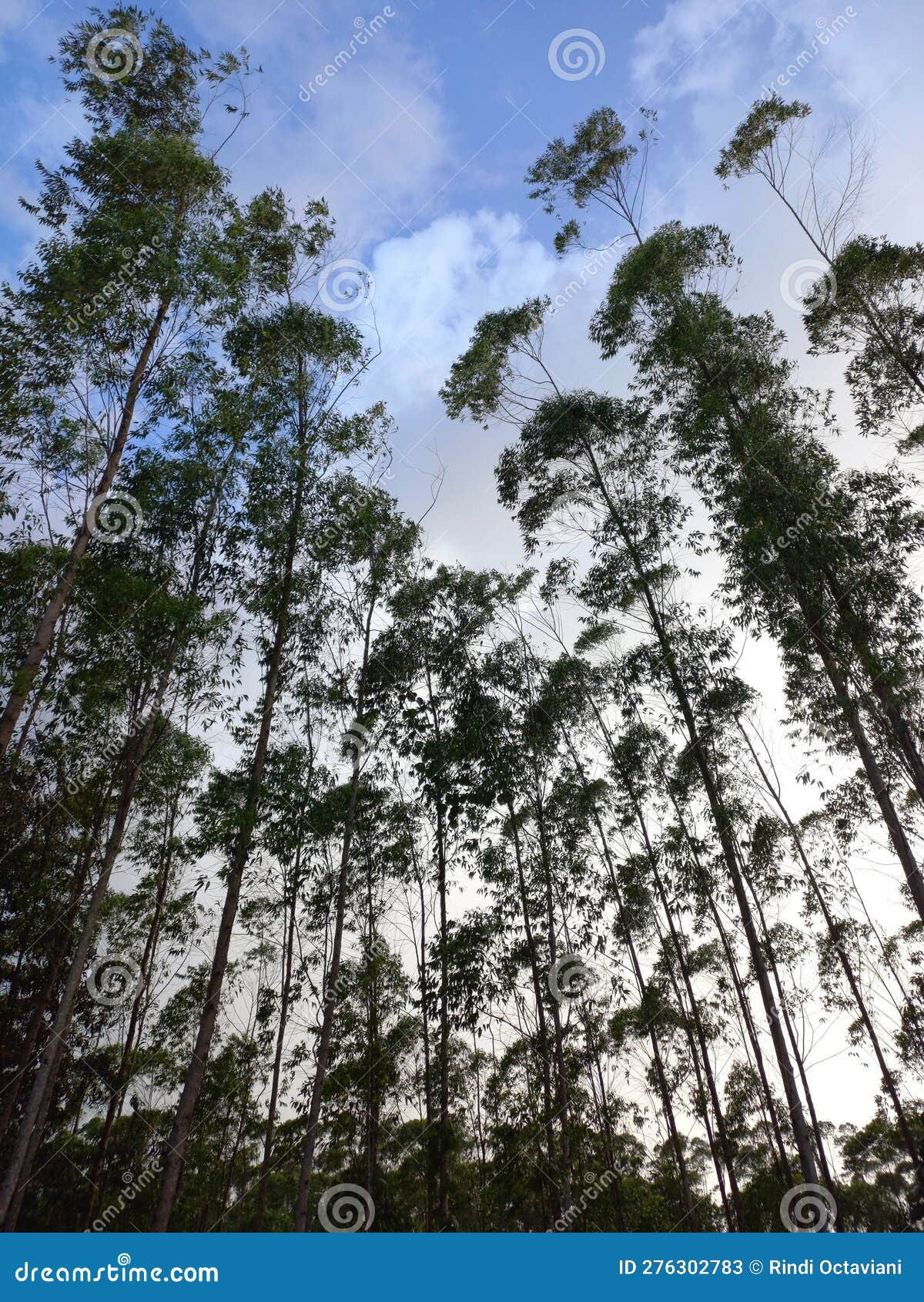 Eucalyptus Trees from Bottom Angle Stock Image - Image of leaf, outdoor ...