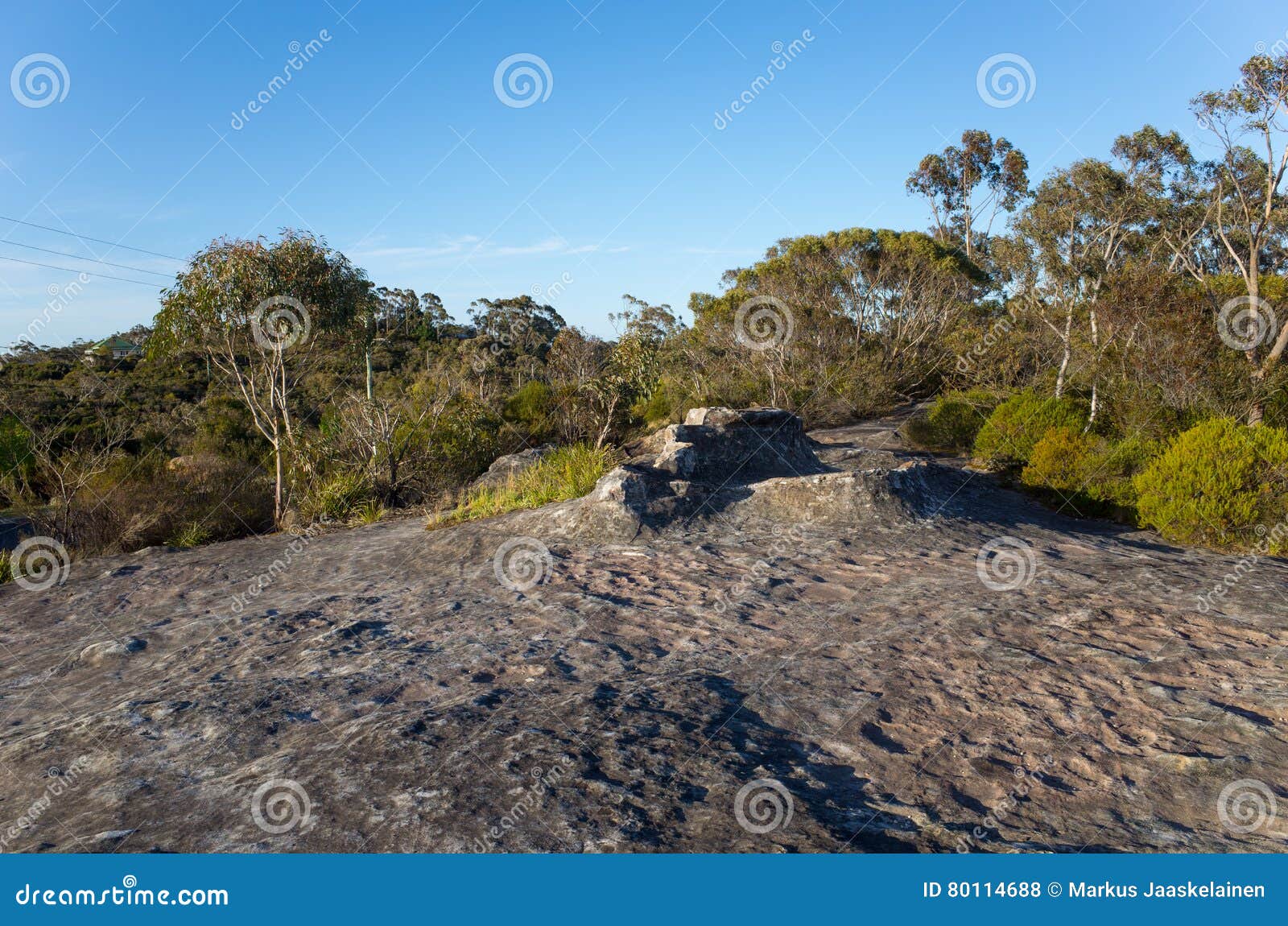 Eucalyptus Trees with Large Rock in Foreground Stock Photo - Image of ...