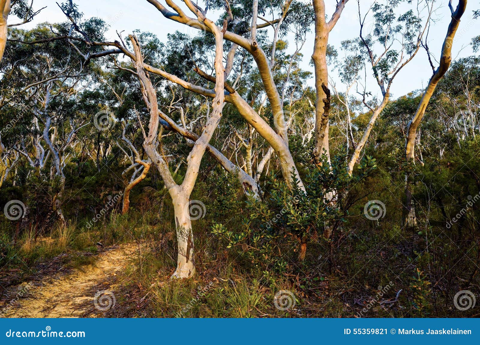 Eucalyptus Trees Lining Up a Path in the Australian Bush Stock Image ...