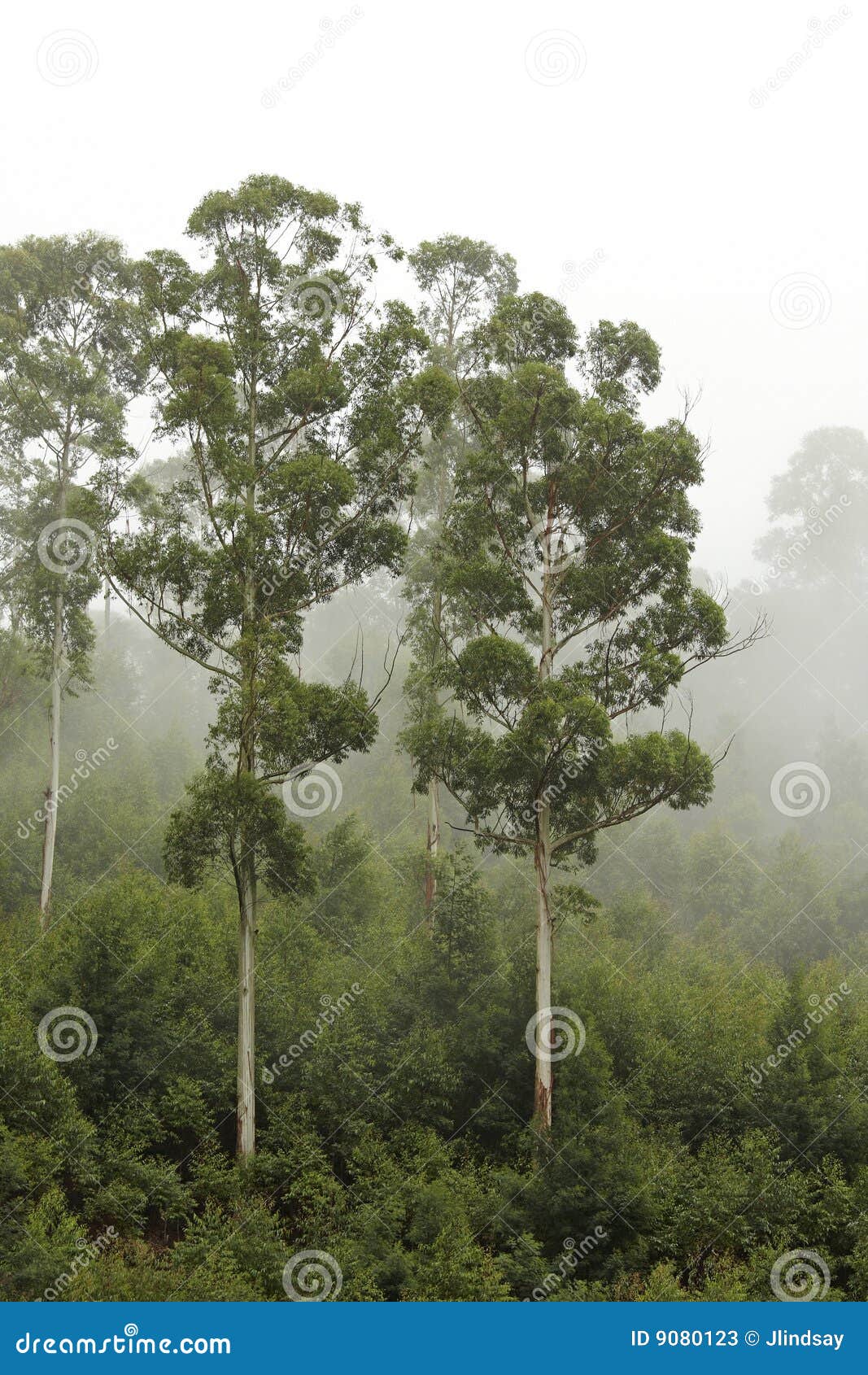 Eucalyptus Trees in the Mist # 1 Stock Image - Image of ridge, damp ...