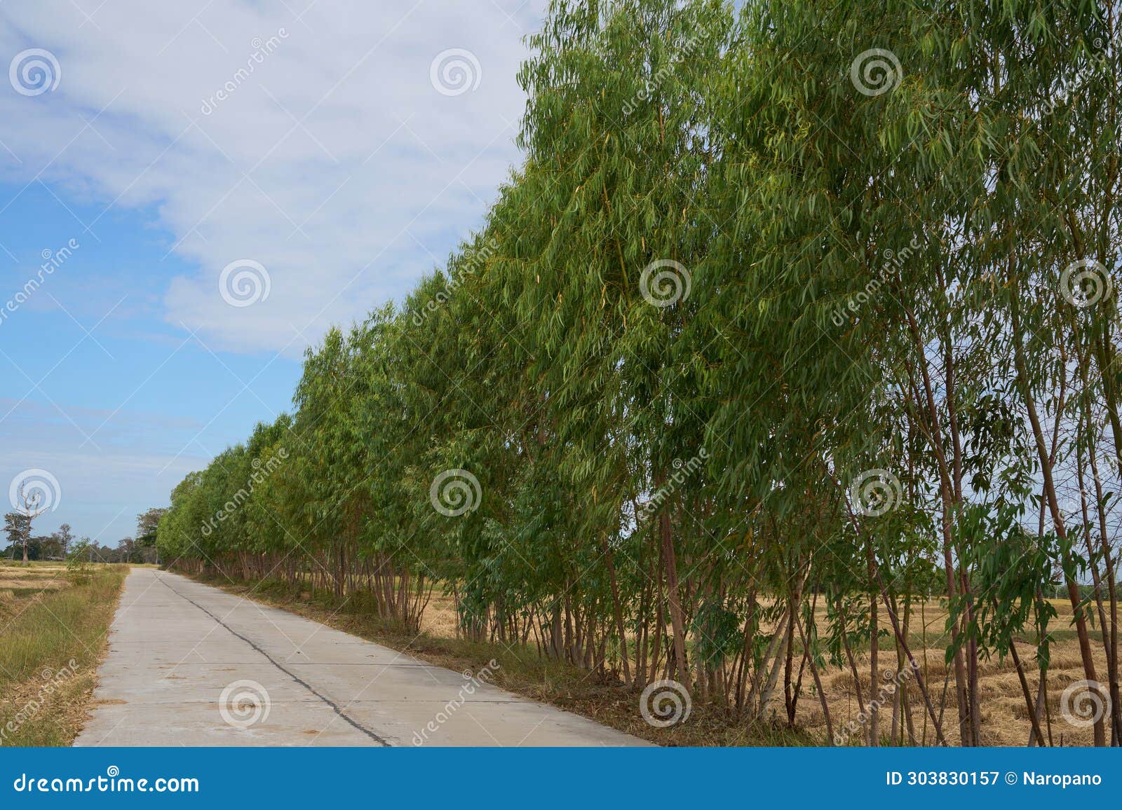 Eucalyptus Trees Planted Along the Concrete Road Stock Image - Image of ...