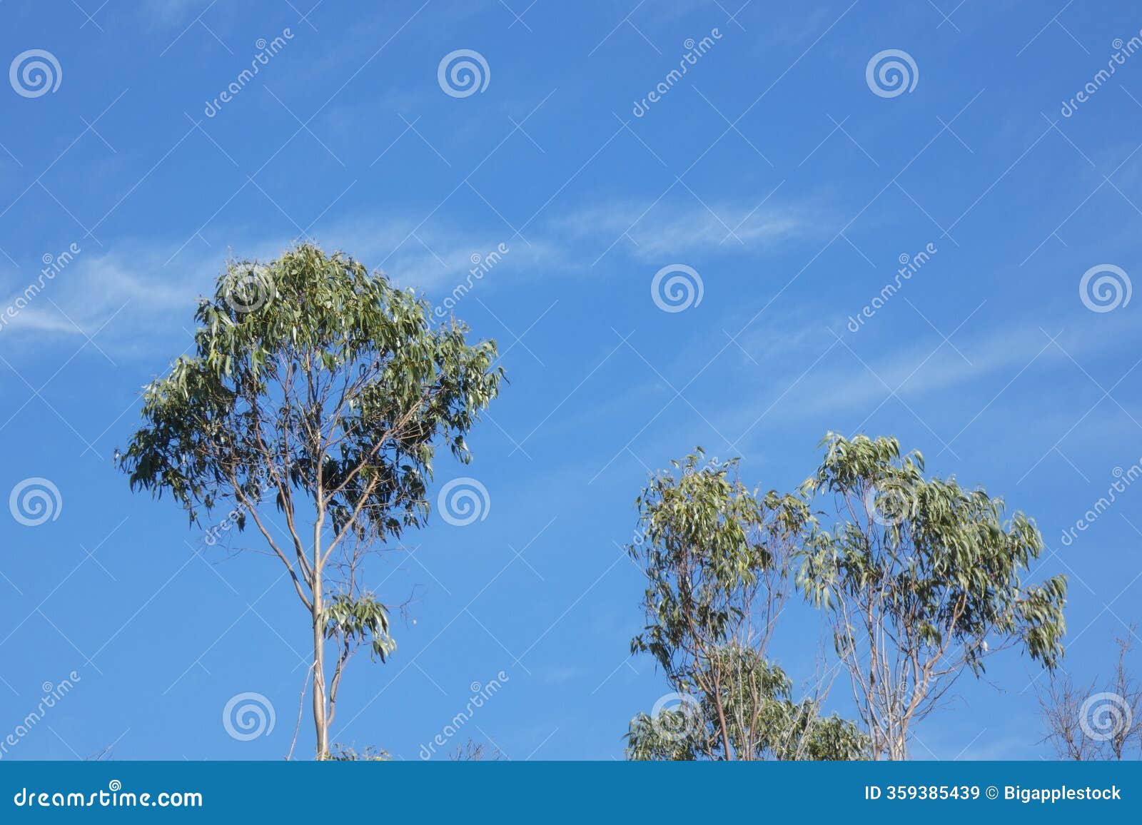 Eucalyptus Trees On Lower View Stock Image | CartoonDealer.com #193418821