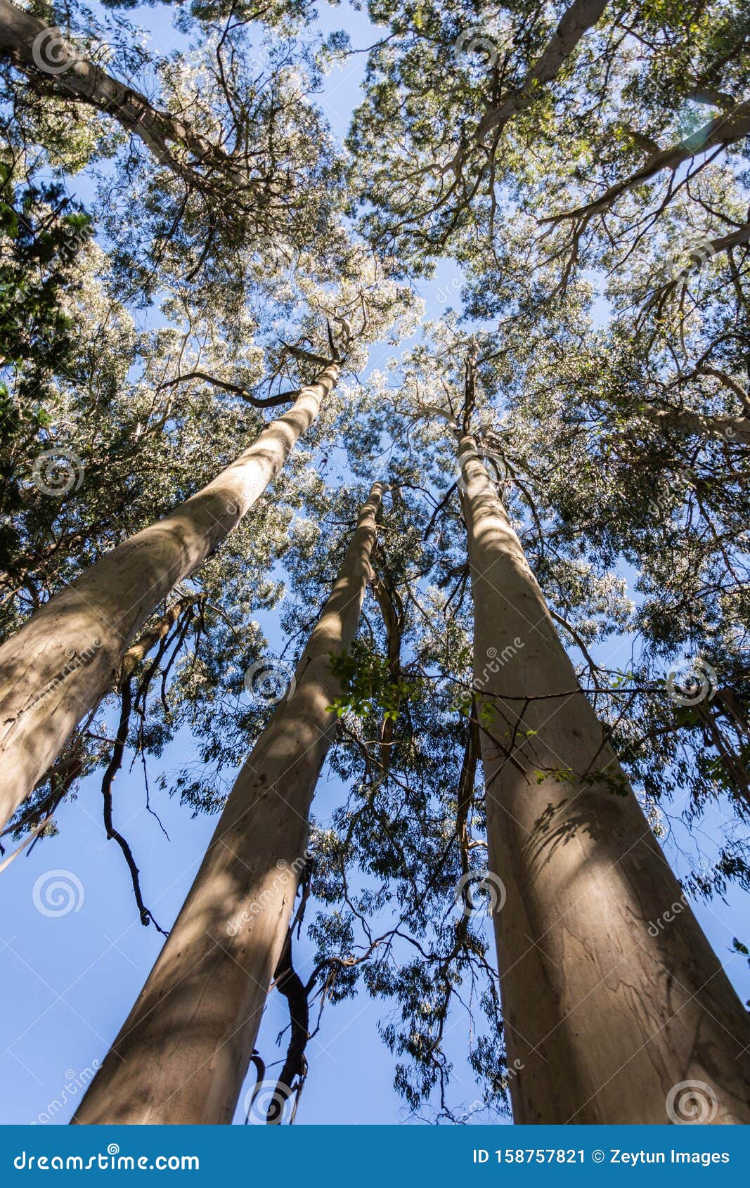 Eucalyptus Trees in Australia Stock Image - Image of environment ...