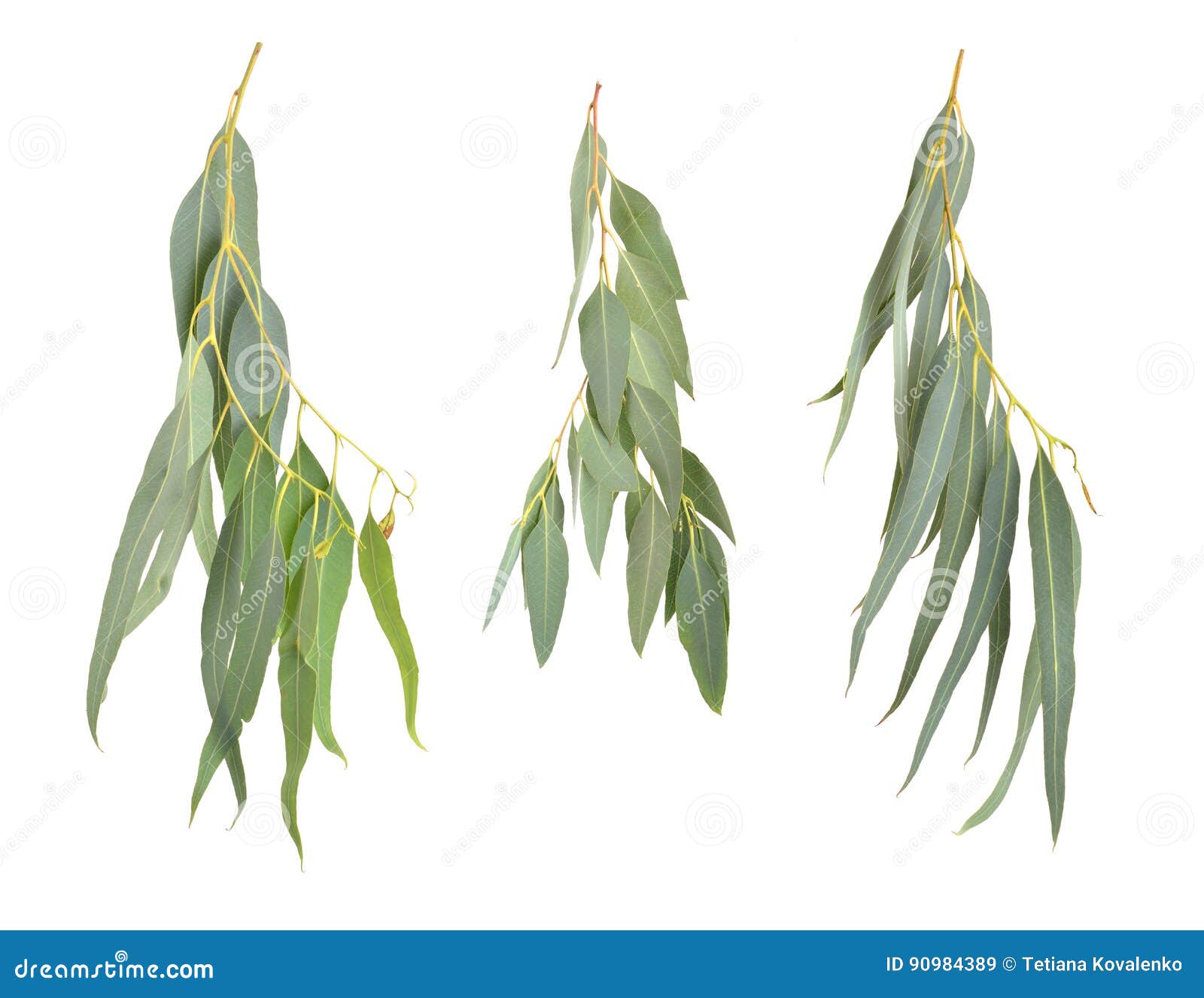 Set Of Gumnuts And Leaves Natural Cartoon Icon Design Template With ...